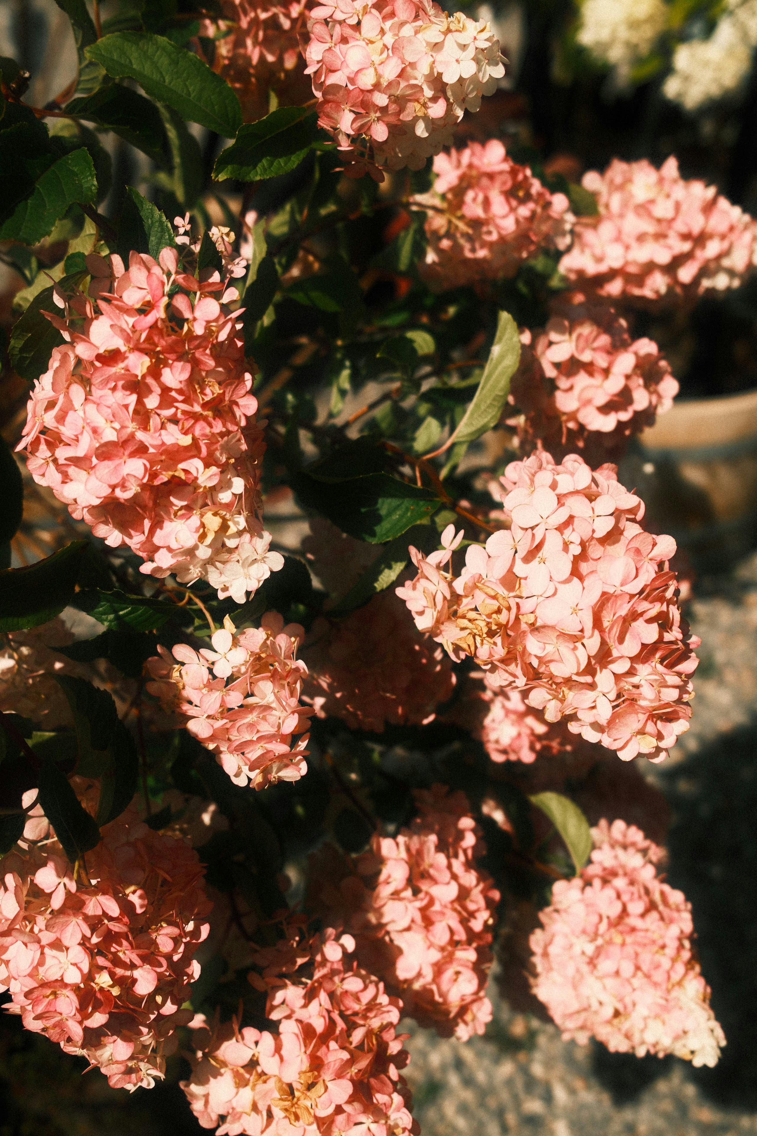 Soft-pink Hydrangea Cluster in Warm Sunlight