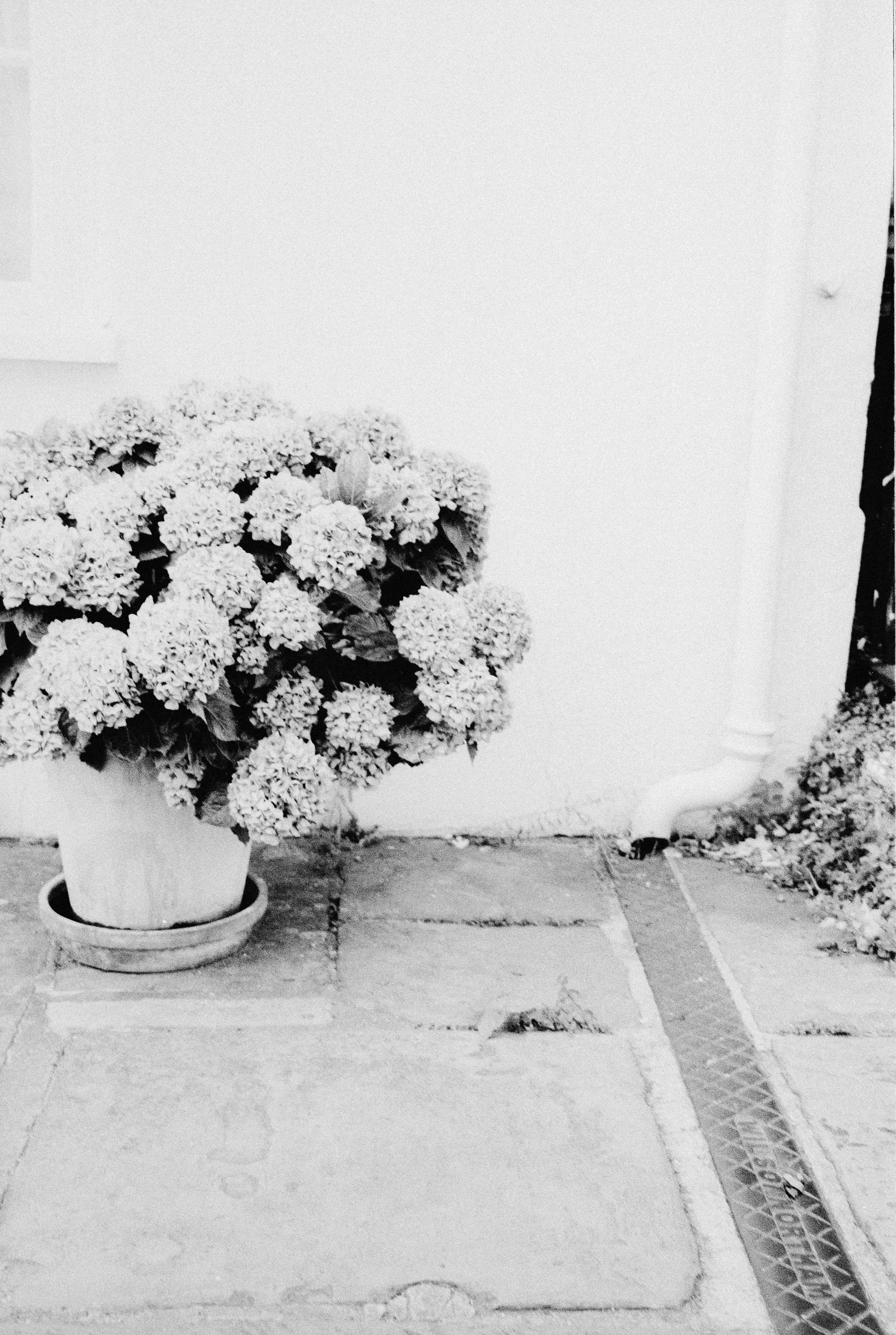 Hydrangea Still Life at the Sidewalk Edge
