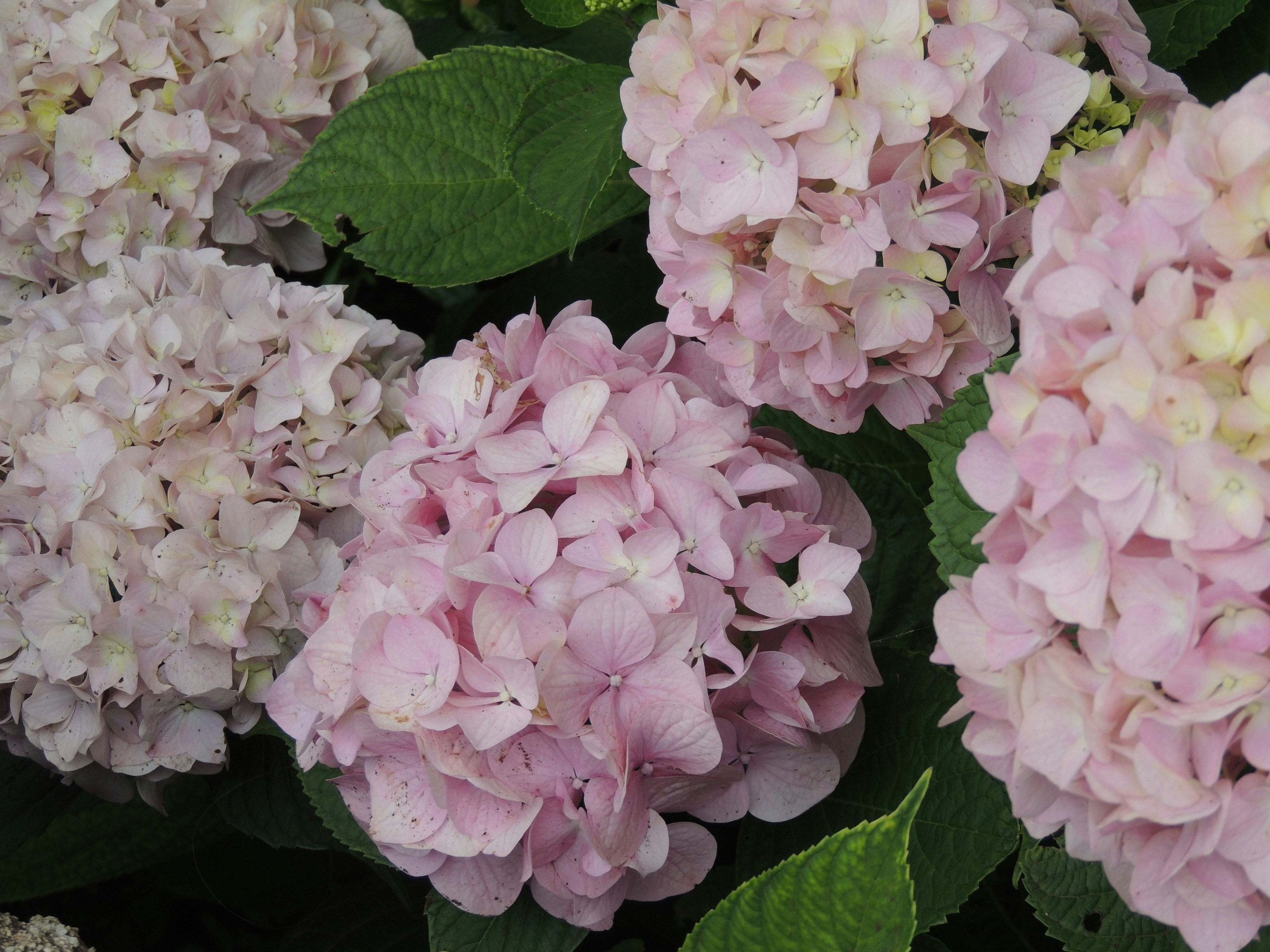 Clustered pink hydrangea blooms framed by dark green leaves, showcasing soft pastel tones and delicate petal textures. A natural floral close-up without branding.