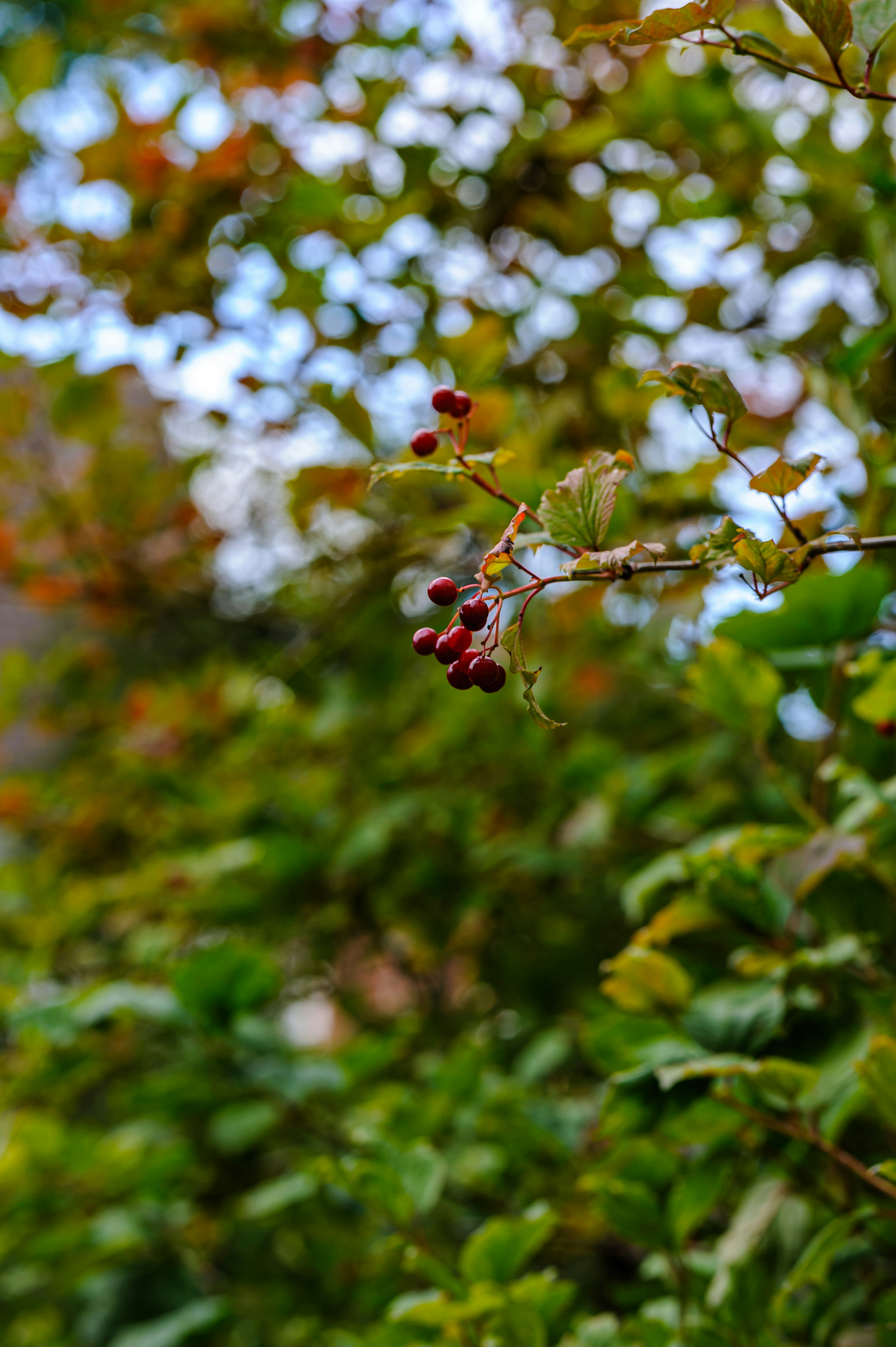 Scarlet Berries on a Slim Branch in a Blurred Green Canopy
