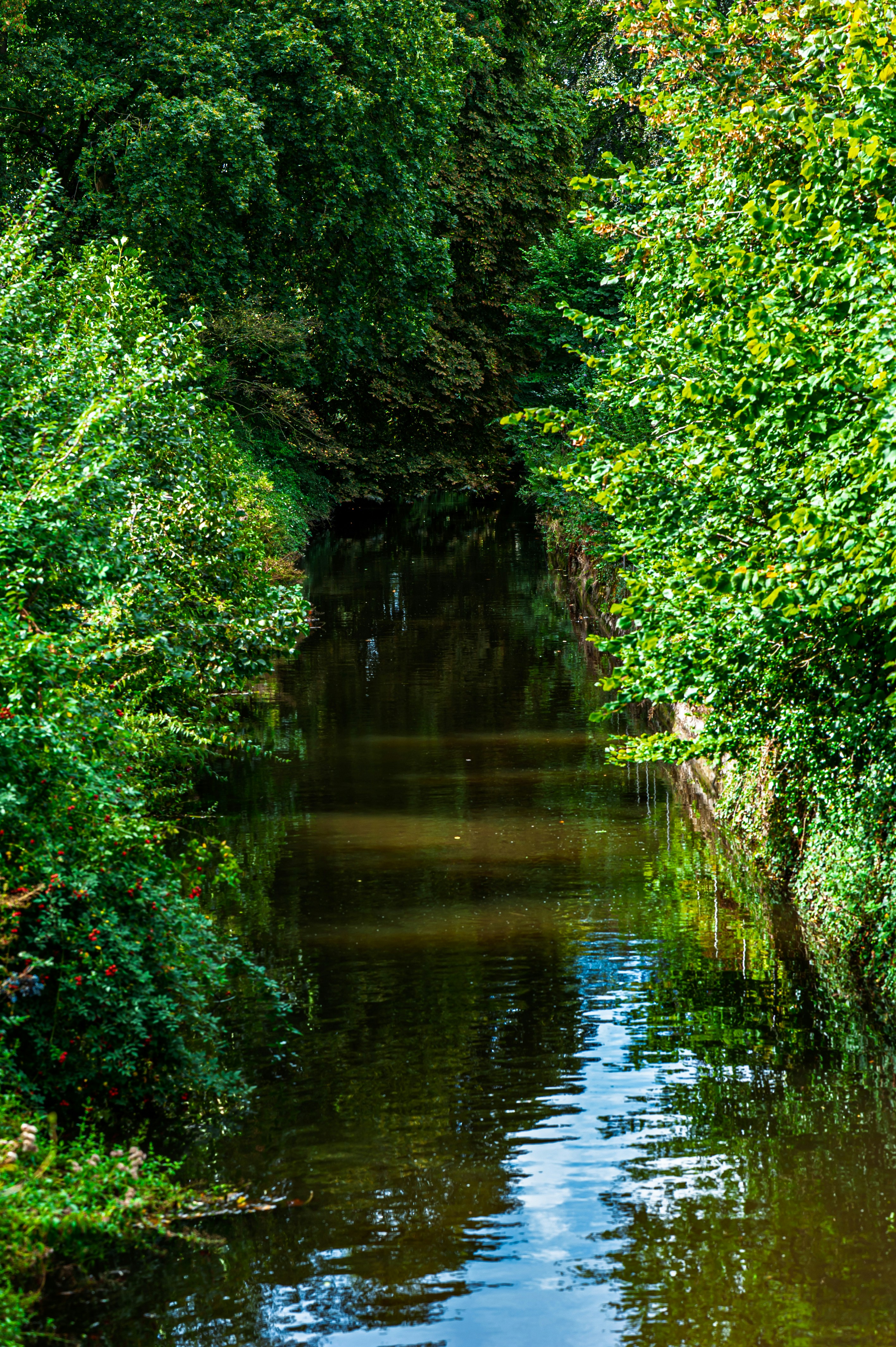 Sunken Green Corridor: A River Between Cathedral Shrubs