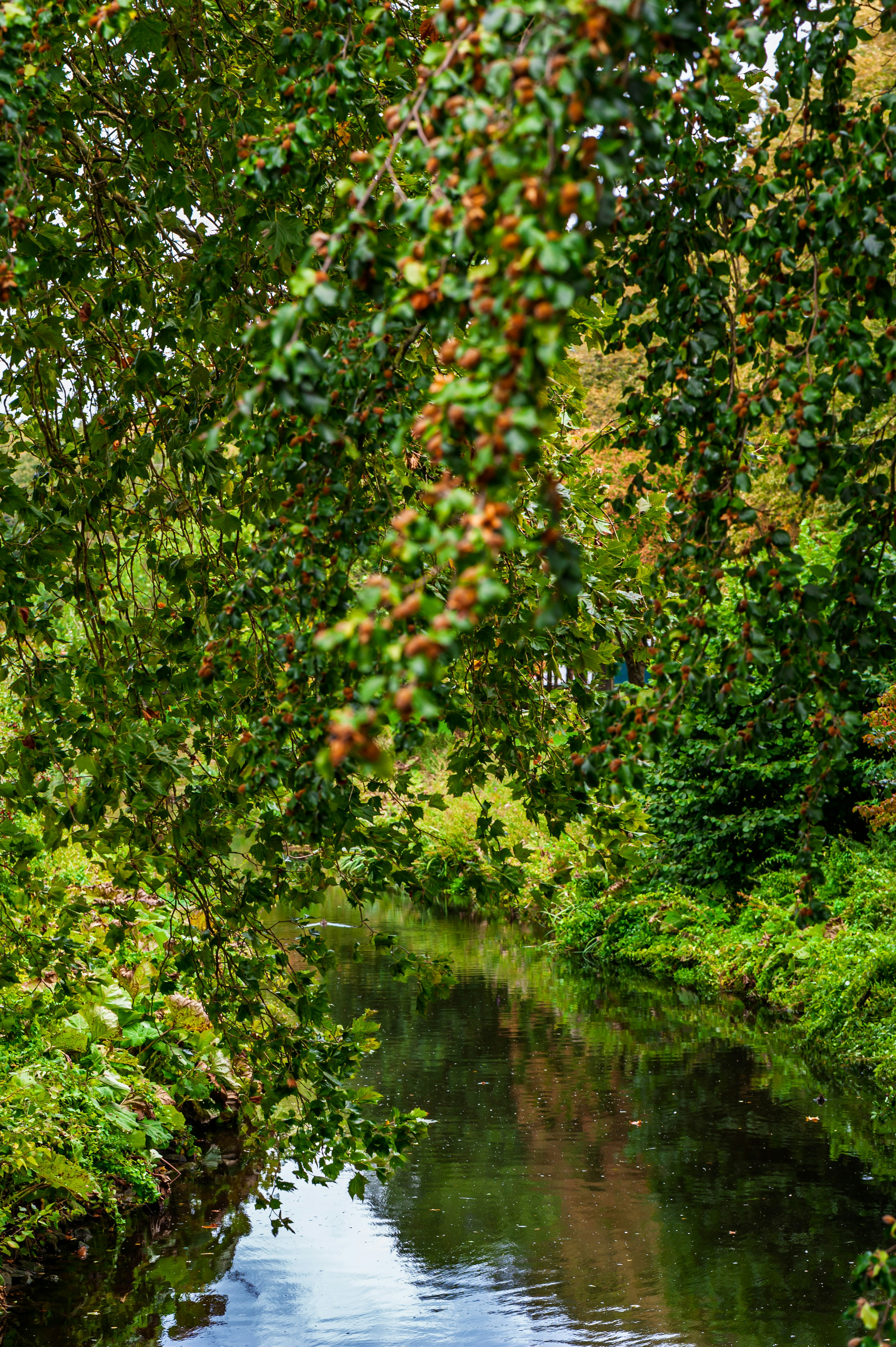 Overhanging Green Corridor by a Quiet Stream