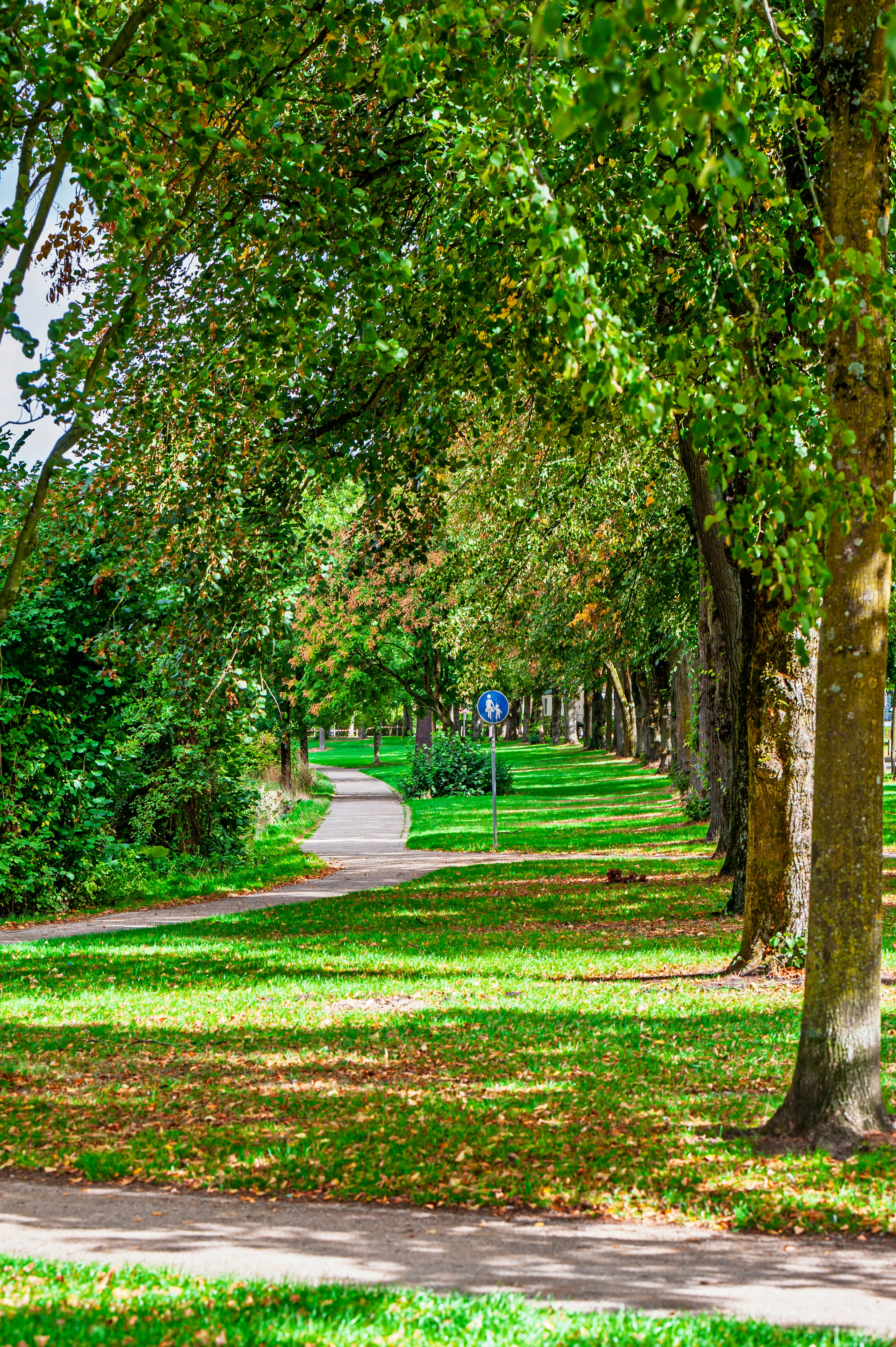 Path Through the Canopy: Dappled Light Along a Tree-Lined Walk
