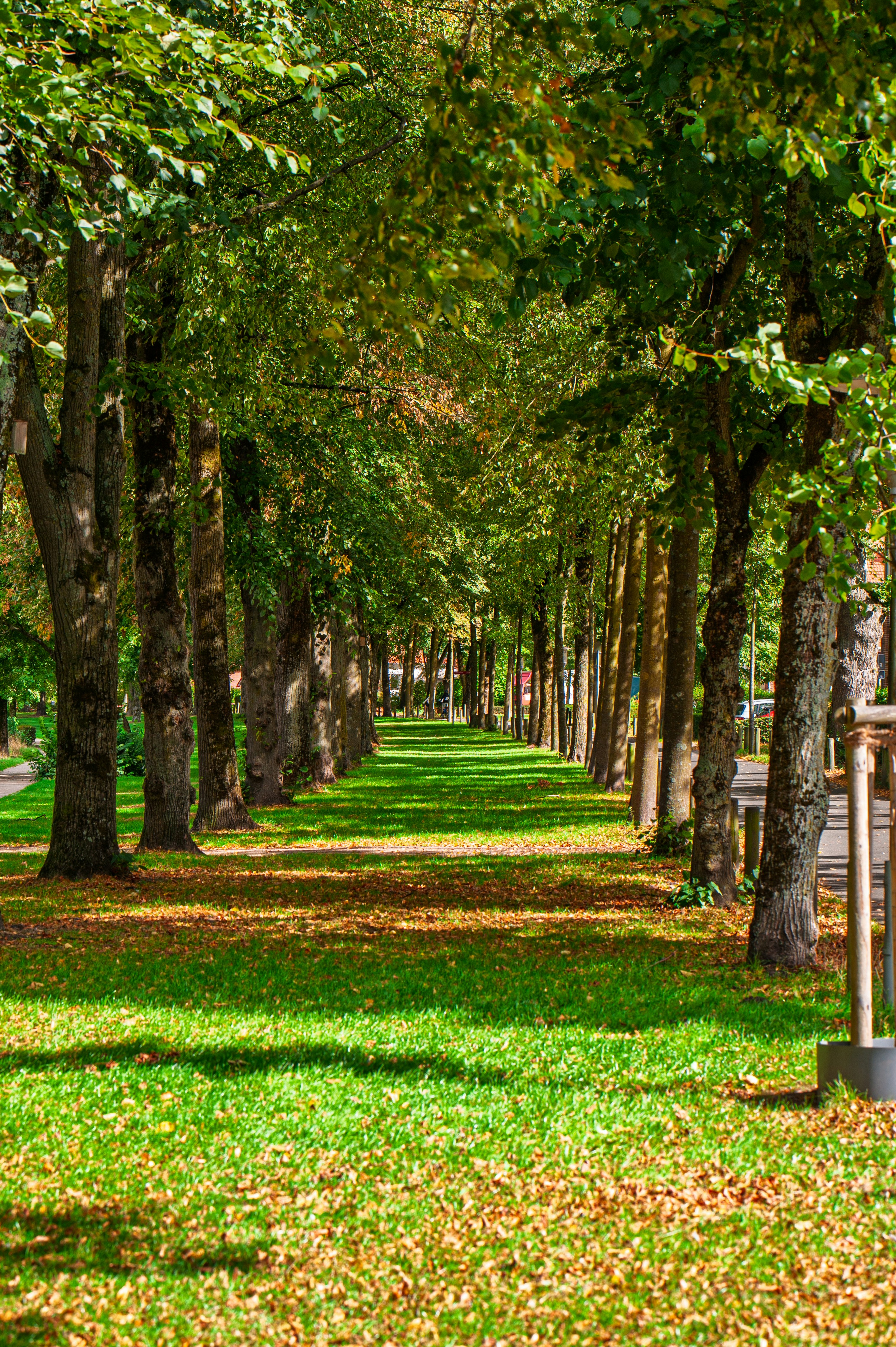 Tree-lined Avenue of Light and Shade