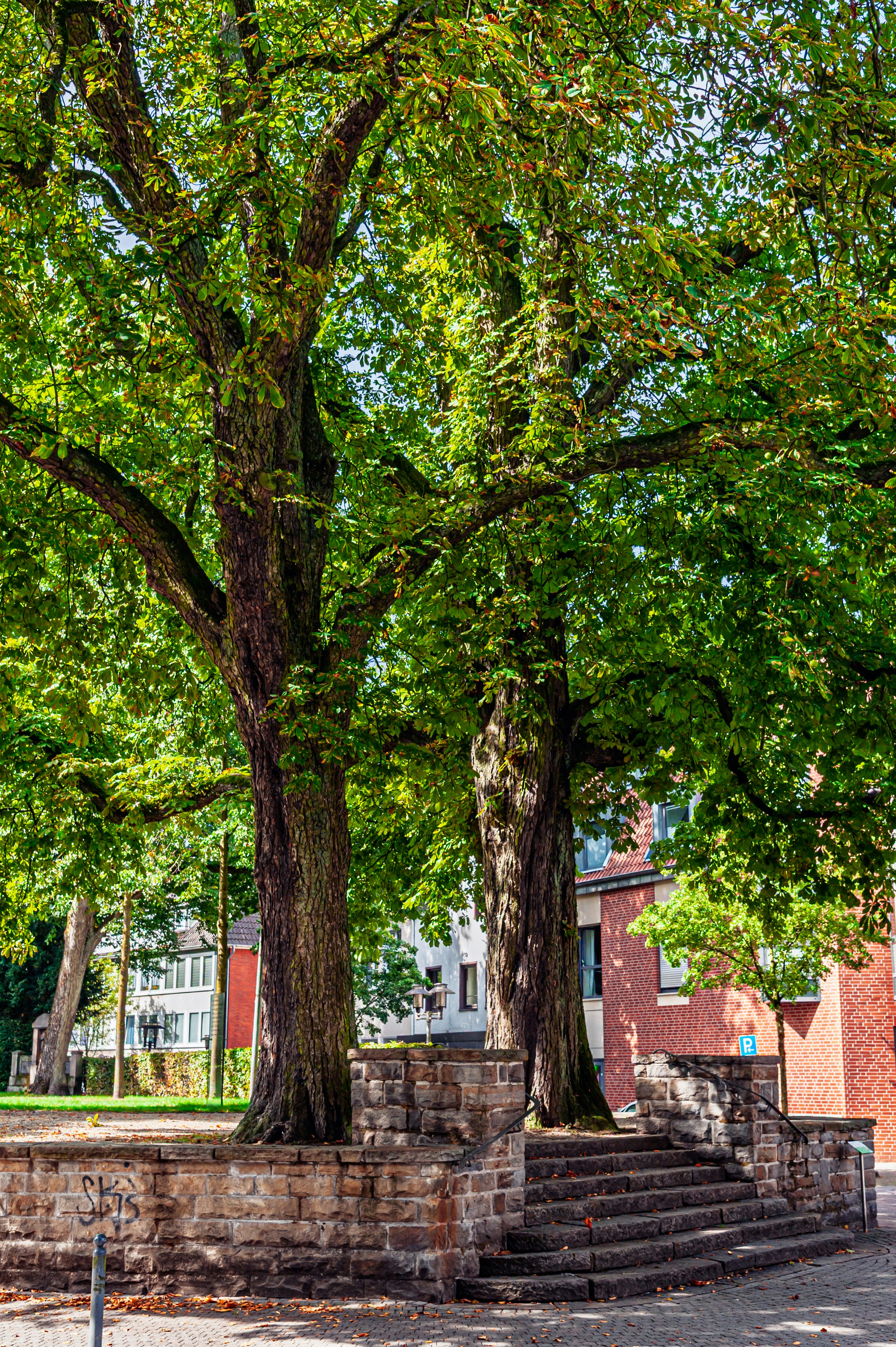 Sunlit oaks Overlooking Rustic Steps