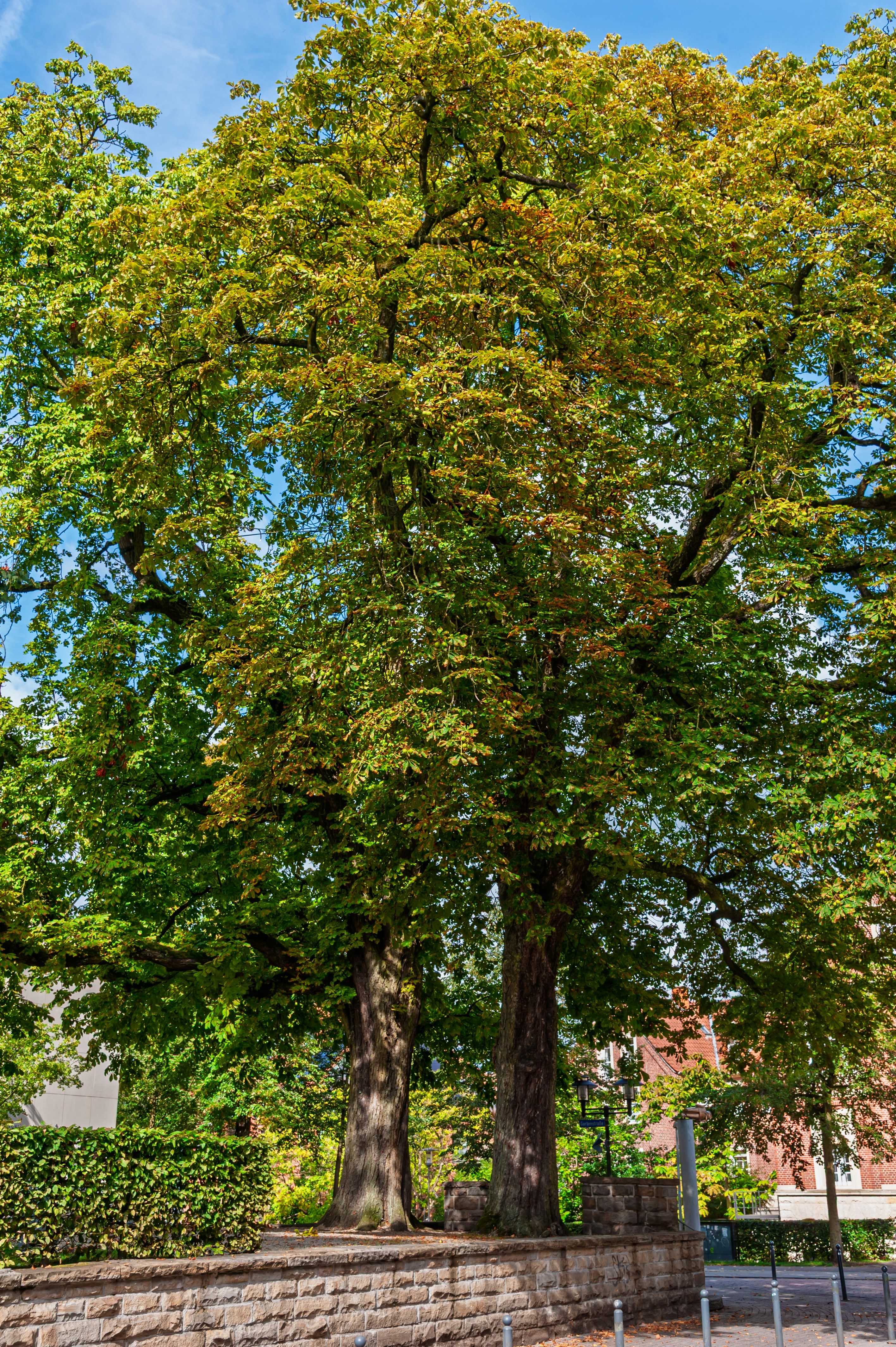 Majestic Street Tree: A Crown of Green and Gold