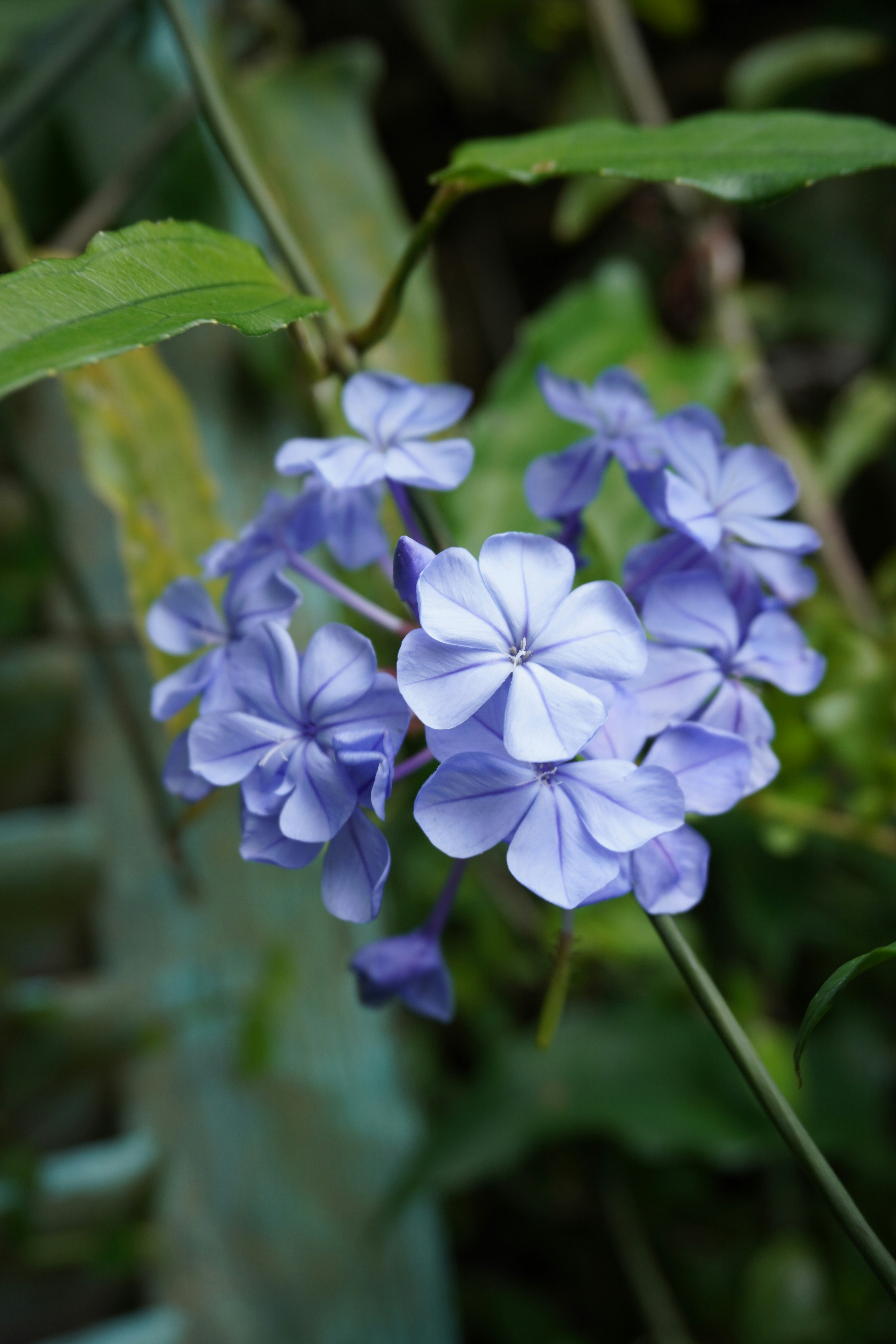 Violet Bloom Cluster: Quiet Center of a Garden Prism