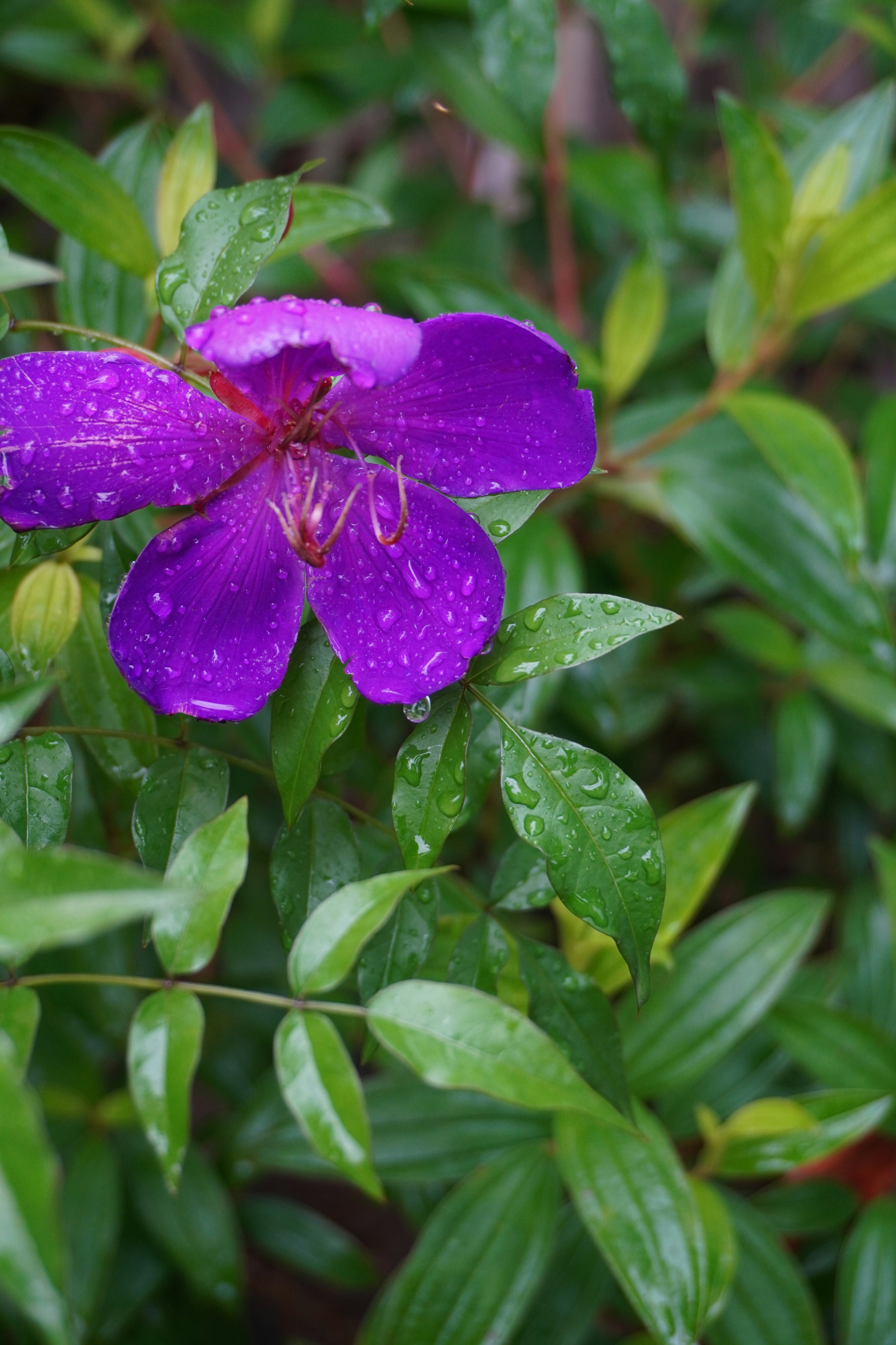 Vibrant Violet Blossom Framed by Glossy Emeralds