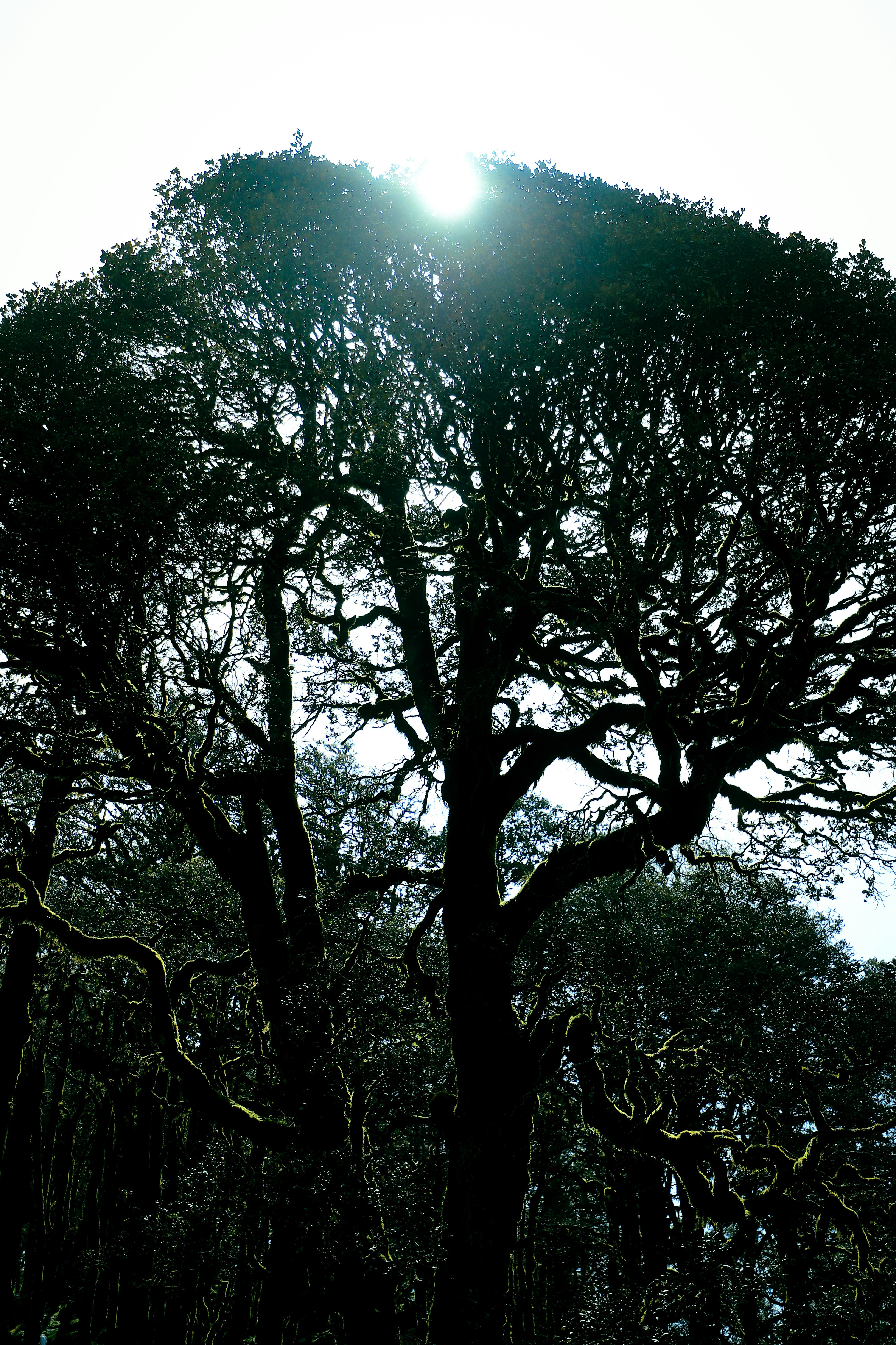Sunlit Canopy Overgrown: A silhouette of ancient oaks