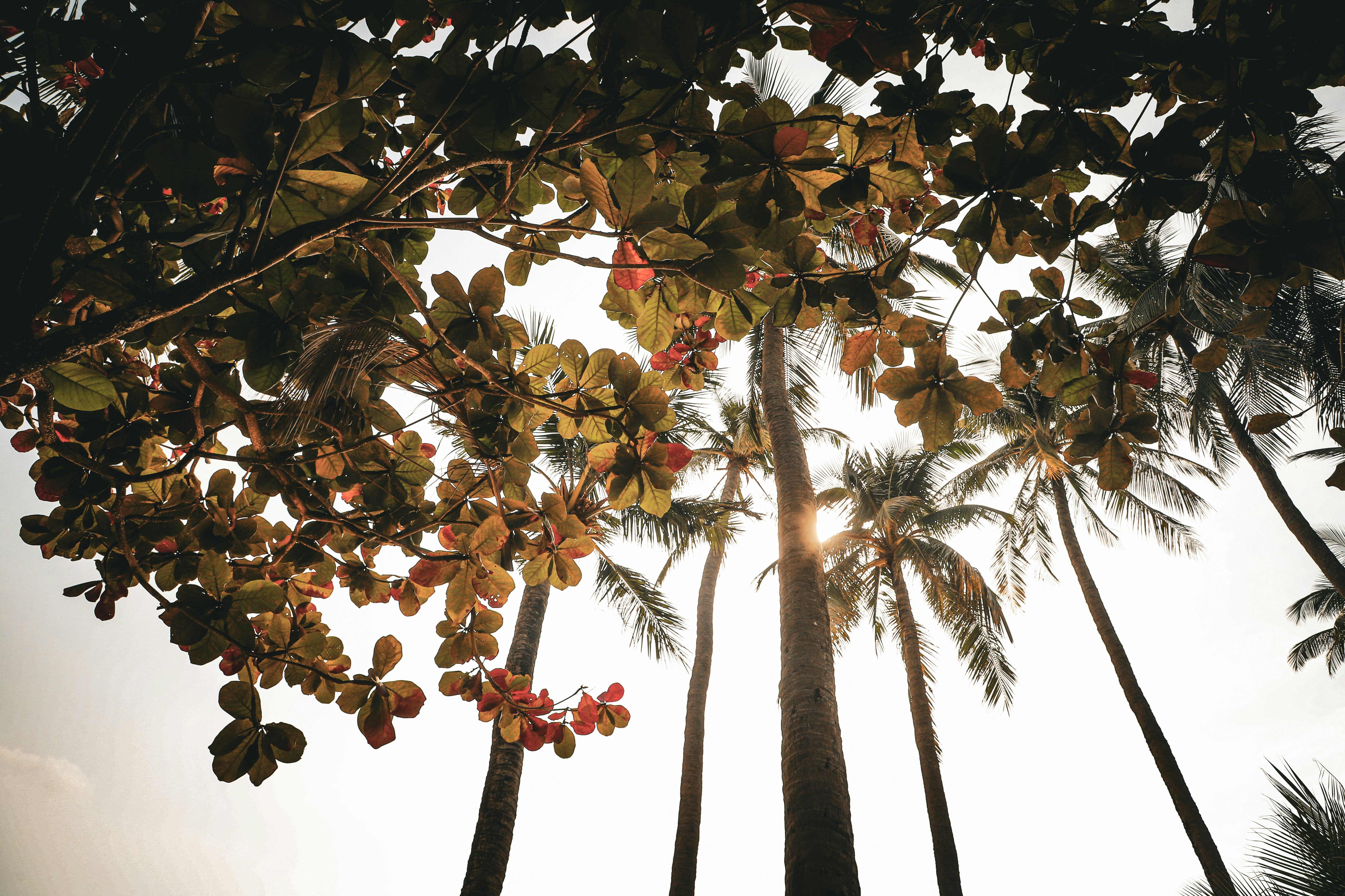 Sun-drenched palm canopy with colorful tropical leaves forming a framing arch above stately trunks; bright sky behind, warm tones and a hint of lens flare.