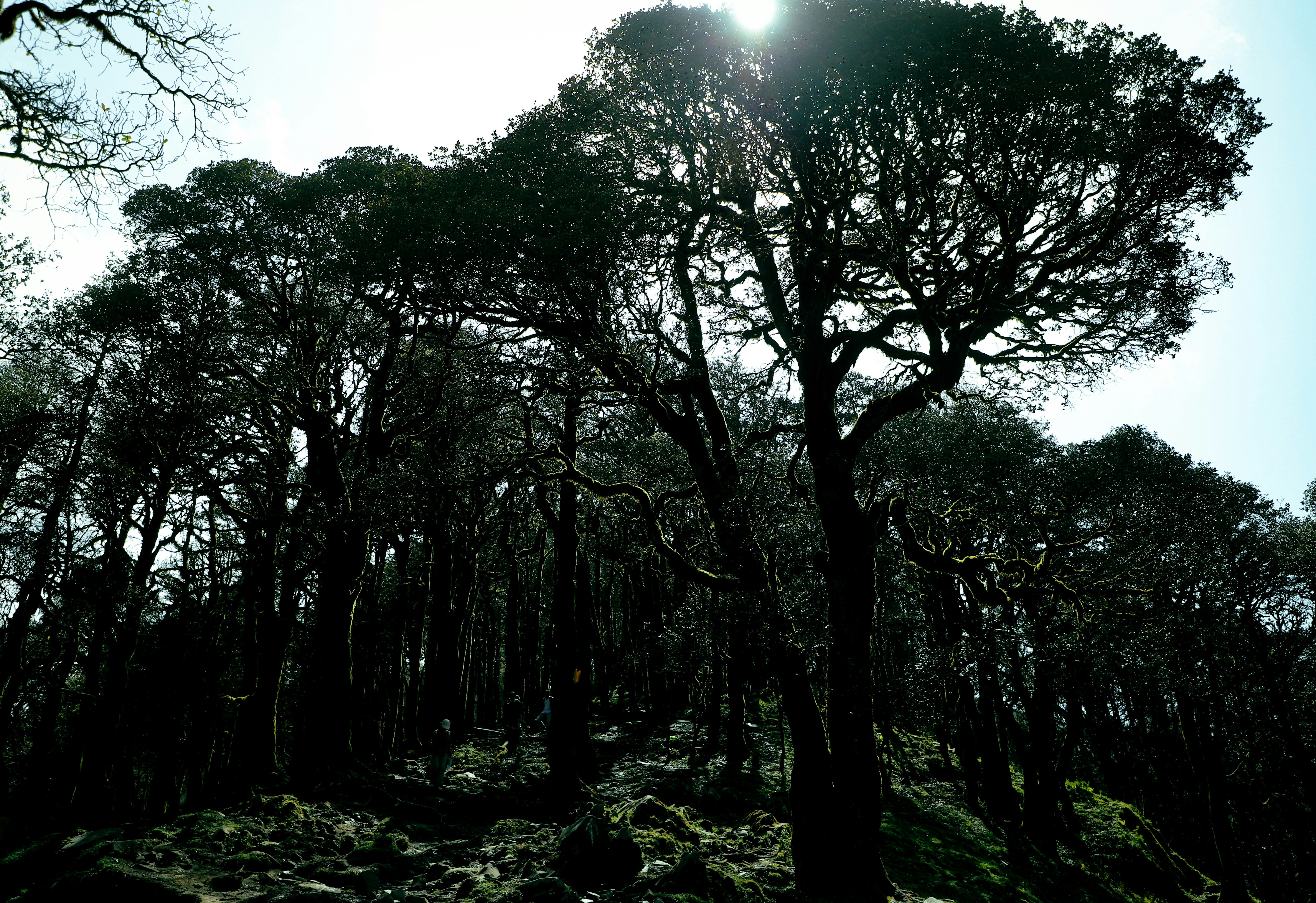 Sunlit Canopy: A Tranquil Forest Under a Bright Sky