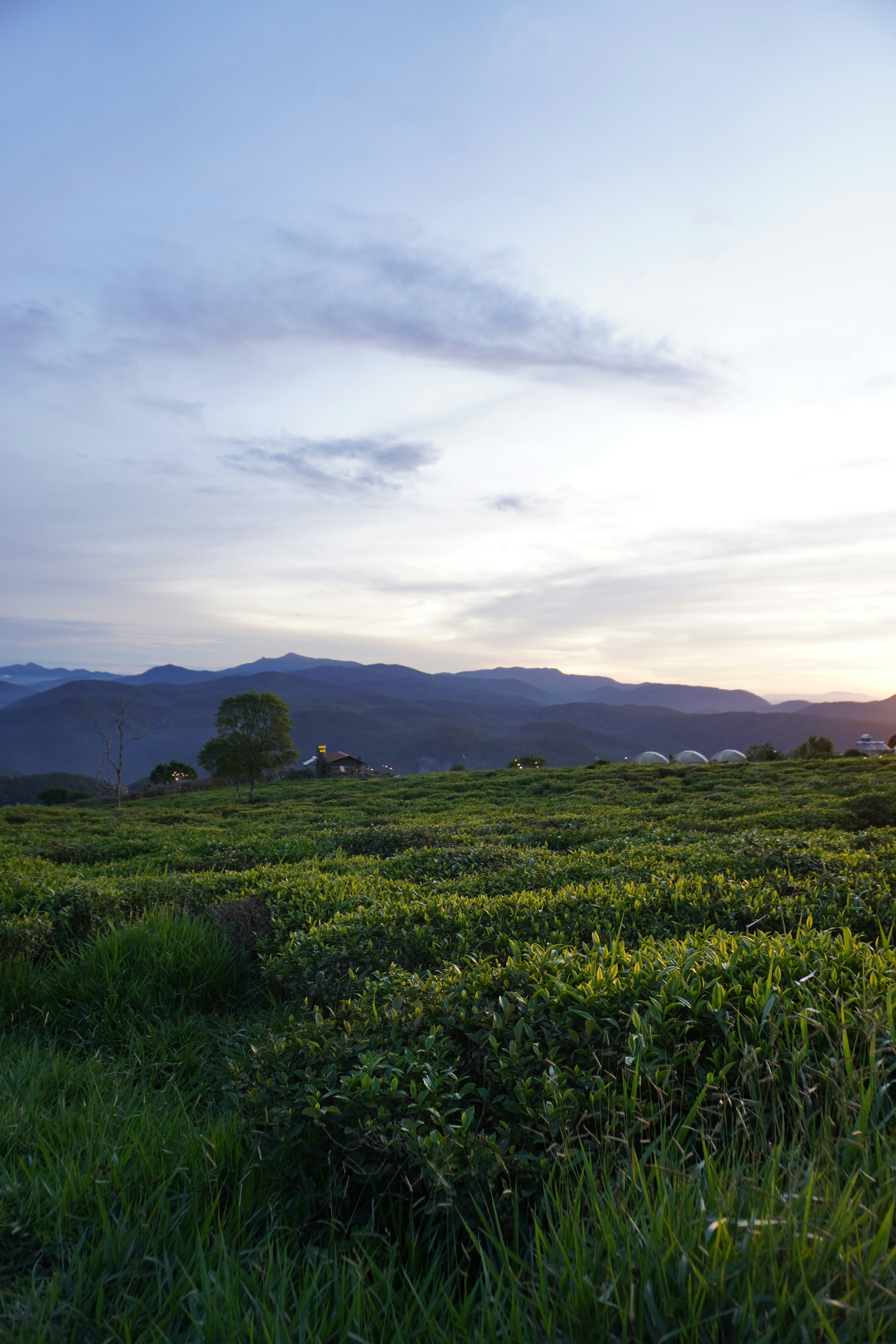 Rolling tea fields extend toward distant mountains as dusk settles, with a pale sky and distant structures dotting the horizon.