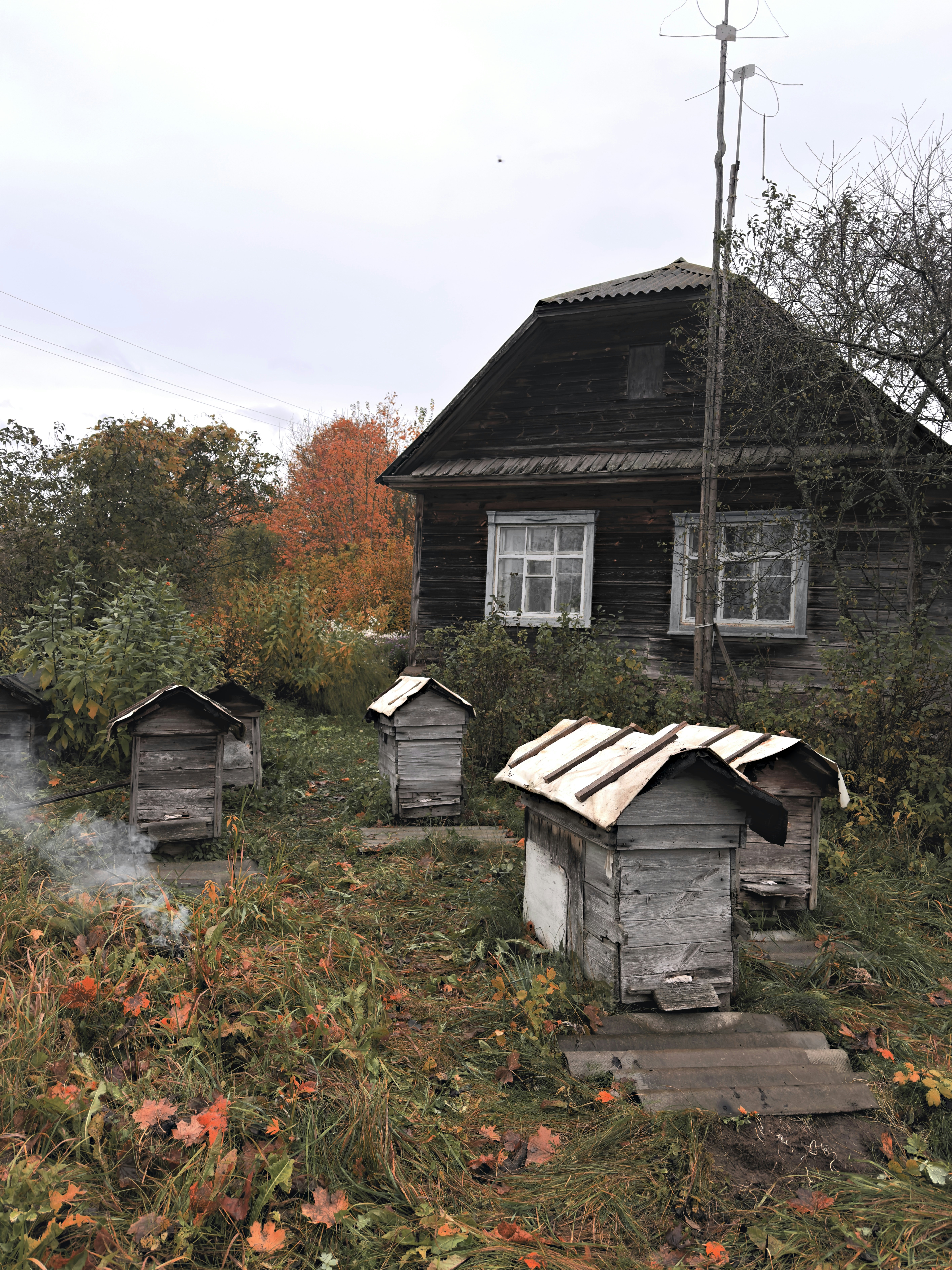 Autumn Hive Rows: A Weathered Homestead Surrounded by Bees and Brush