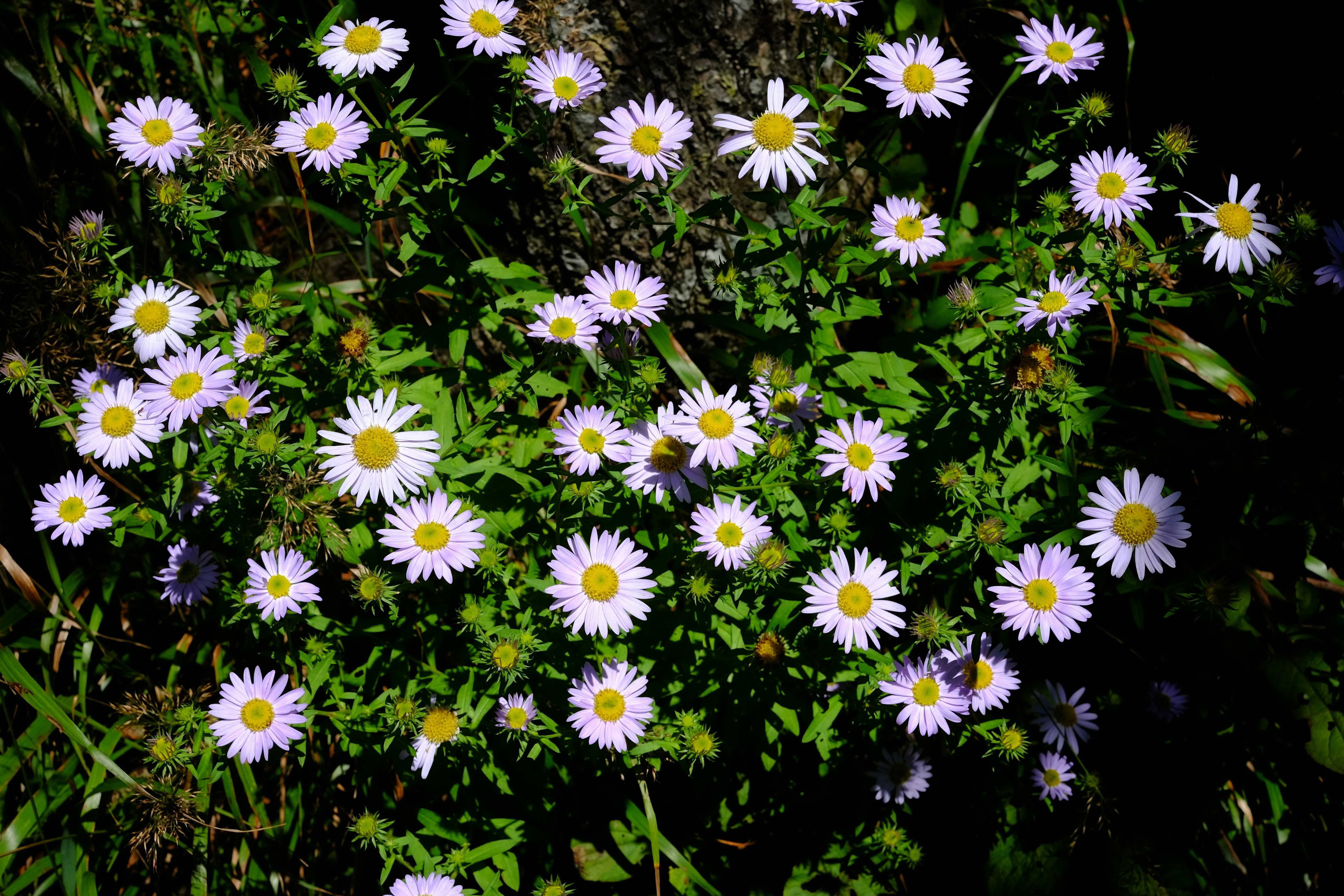 Sunlit daisies blanket a sun-warmed bed of greenery