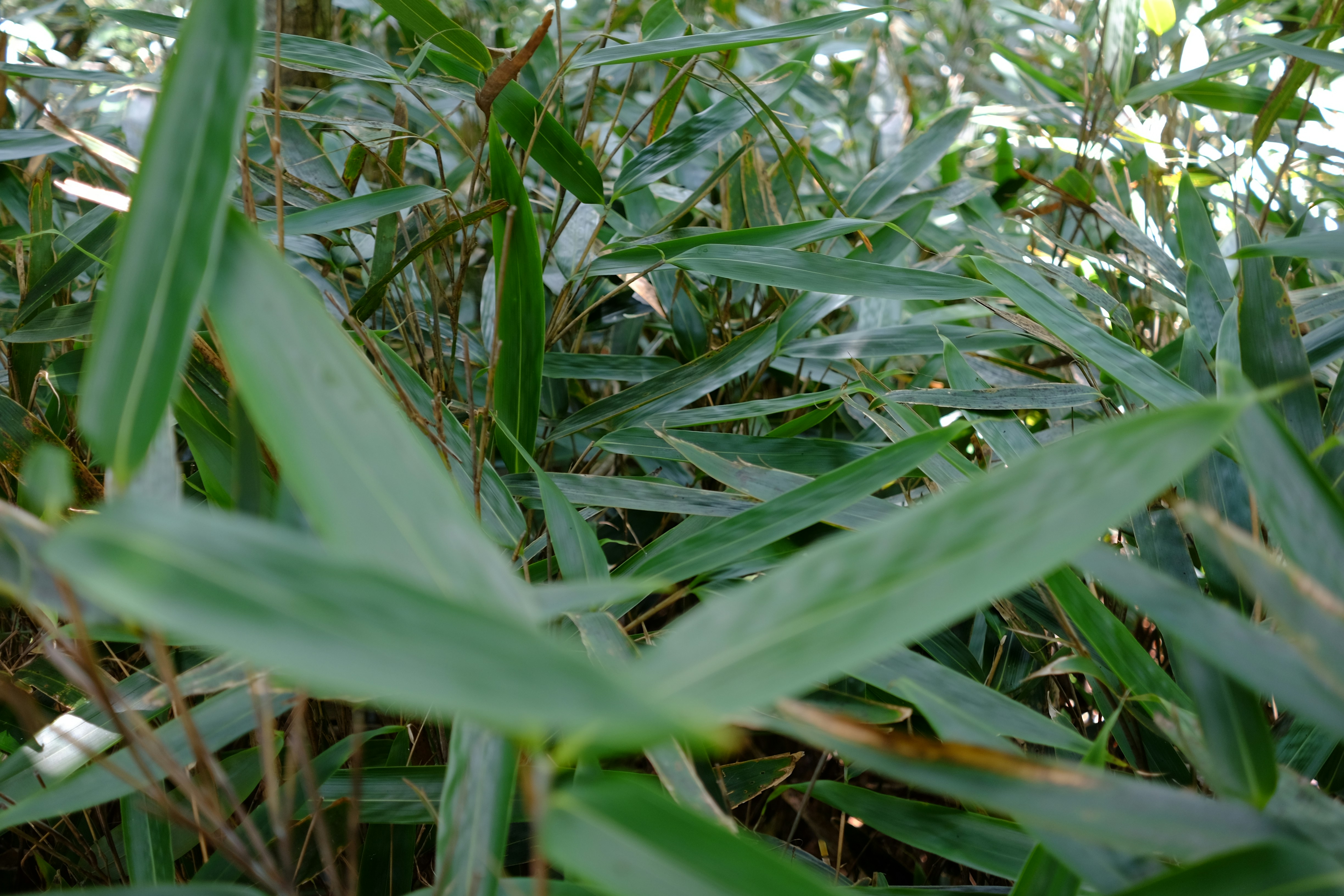 Emerald Tangle: Close-Up of Dense Bamboo Leaves