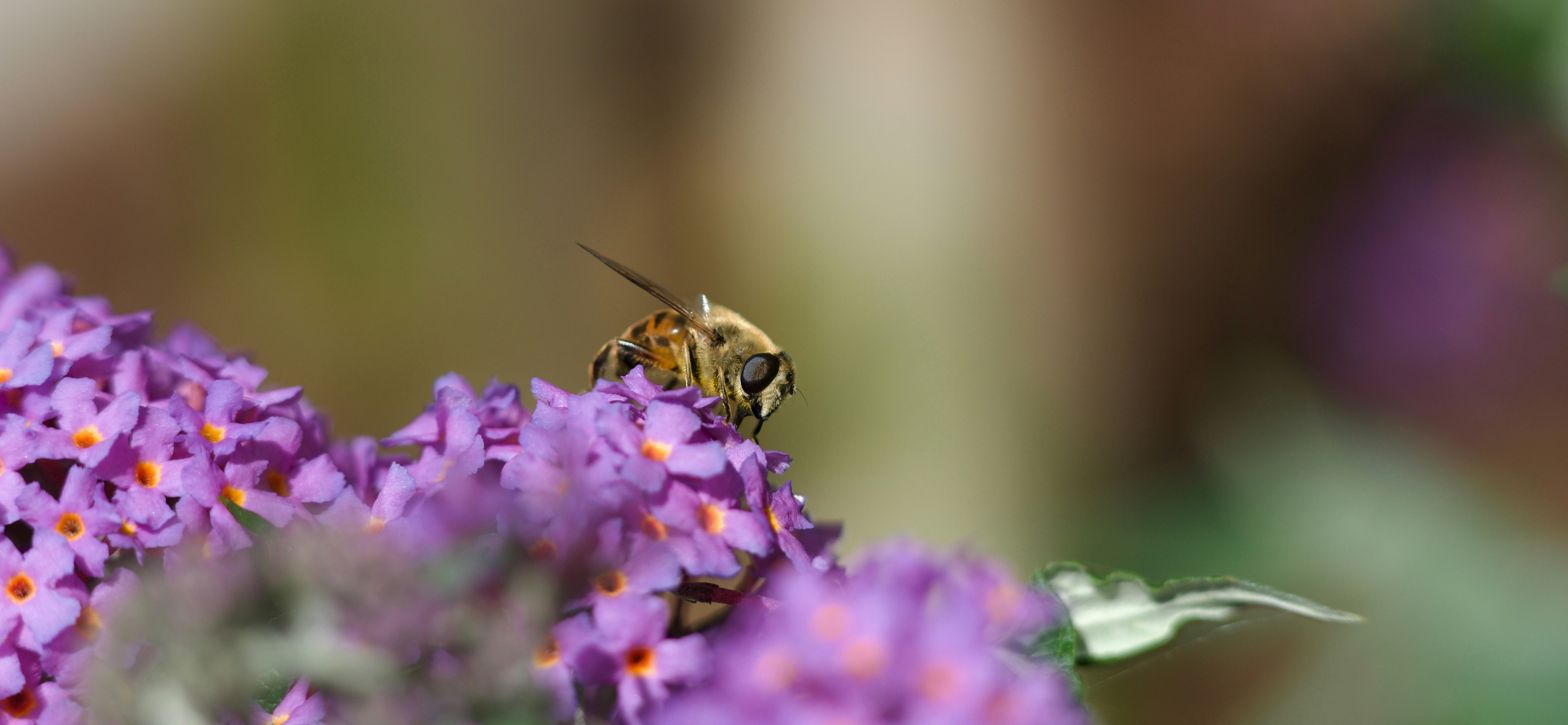 Blooming Stalker: A Bee Drifts Across Violet Petals