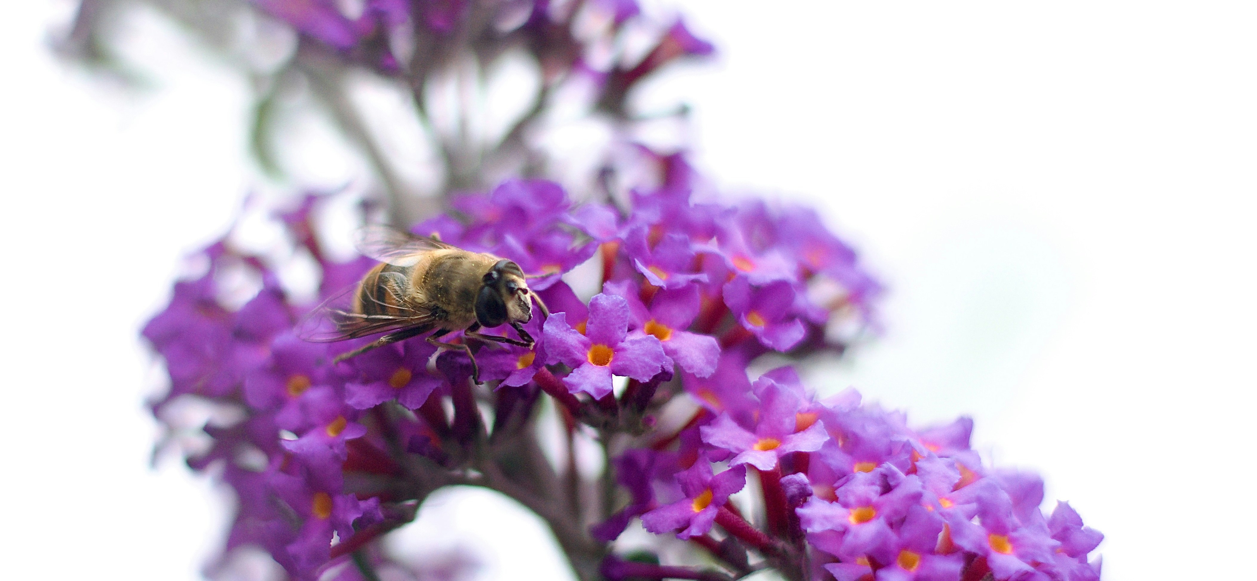 Pollinator on Purple Flames: A Bee at Close Range