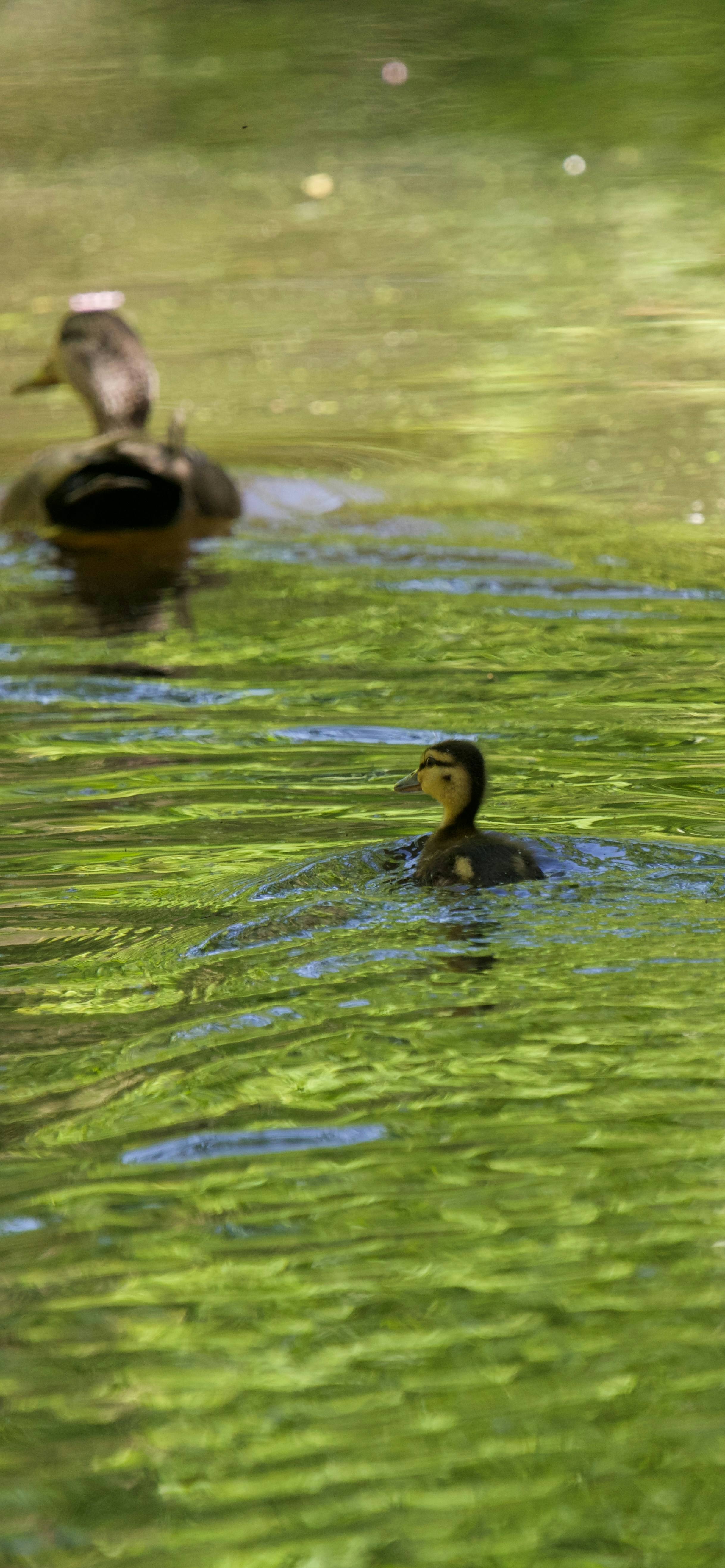 Two Ducks on a Sunlit Green Mirror