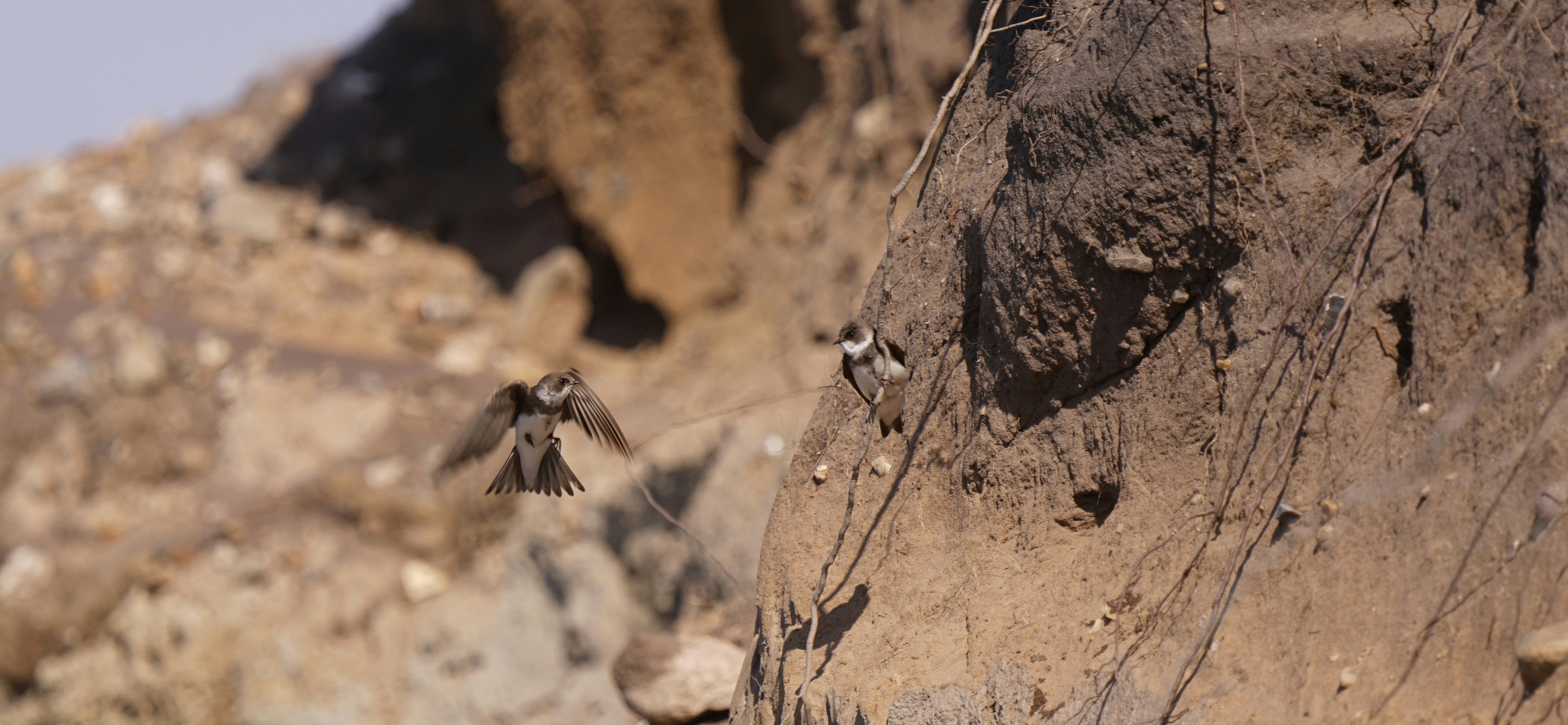 Desert Perchers: A Pair of Seed-Eaters Amid Rough Cliffs