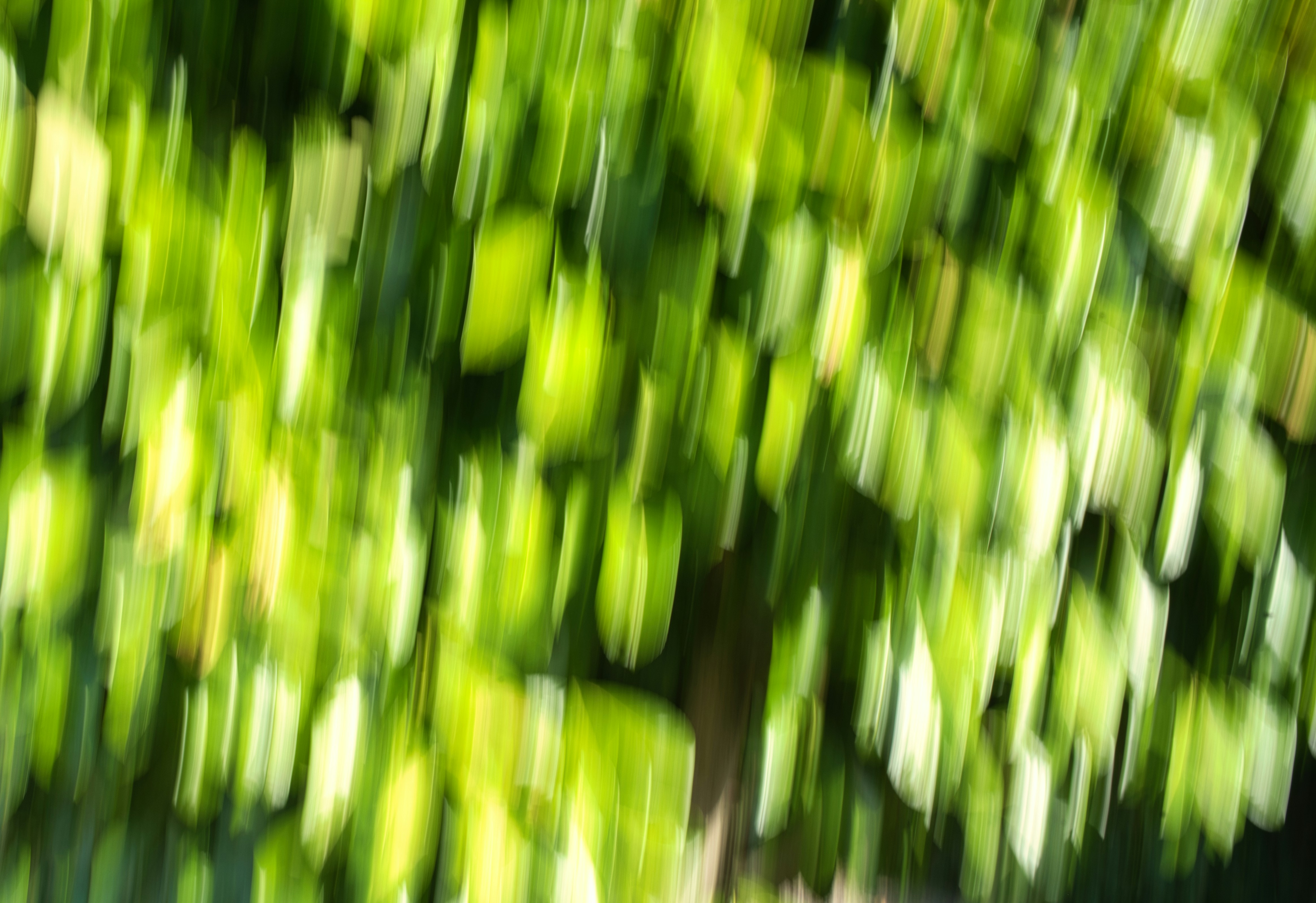 Blurry Green Canopy in Motion Blur