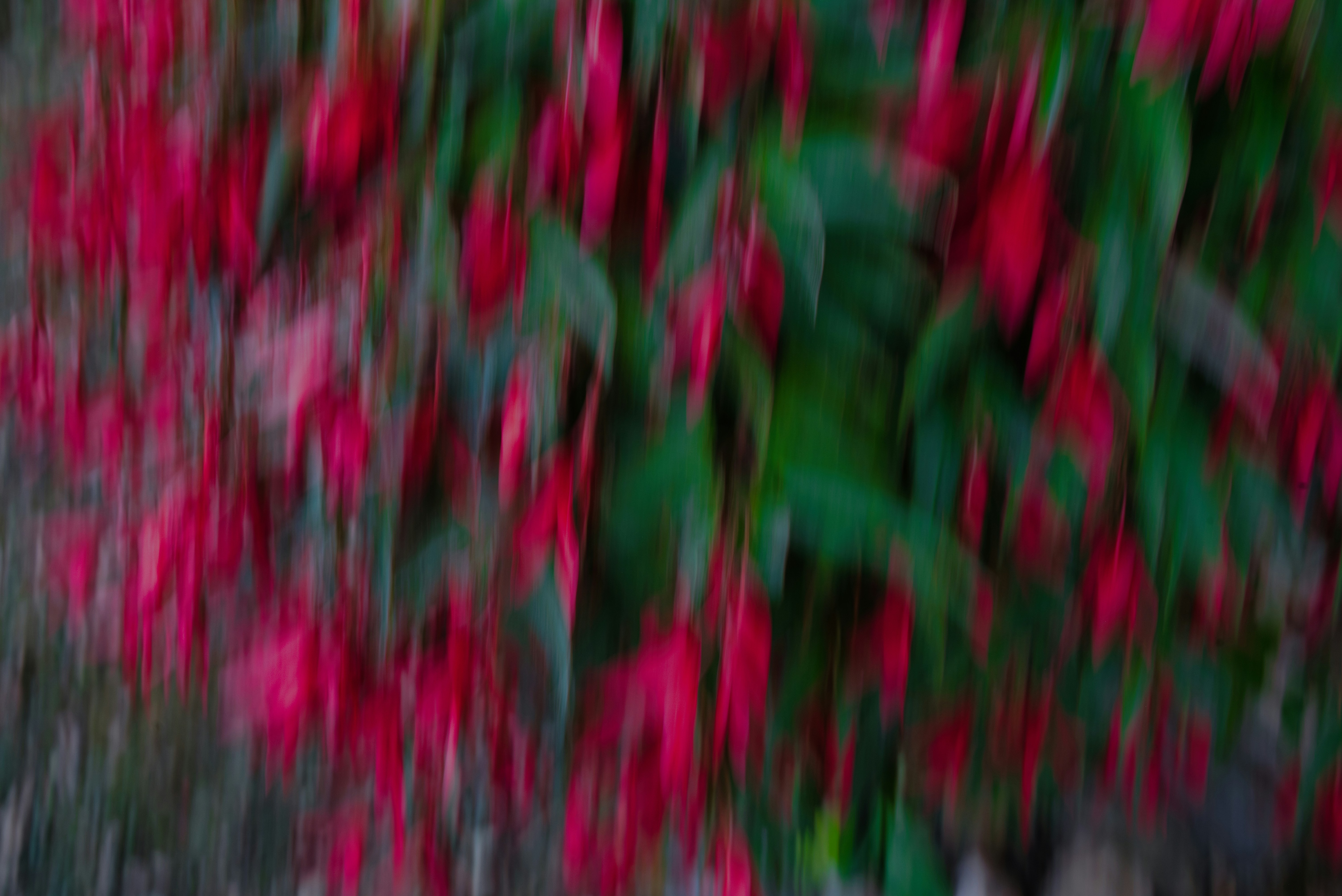Blossoms in Motion: a Blur of Crimson and Green