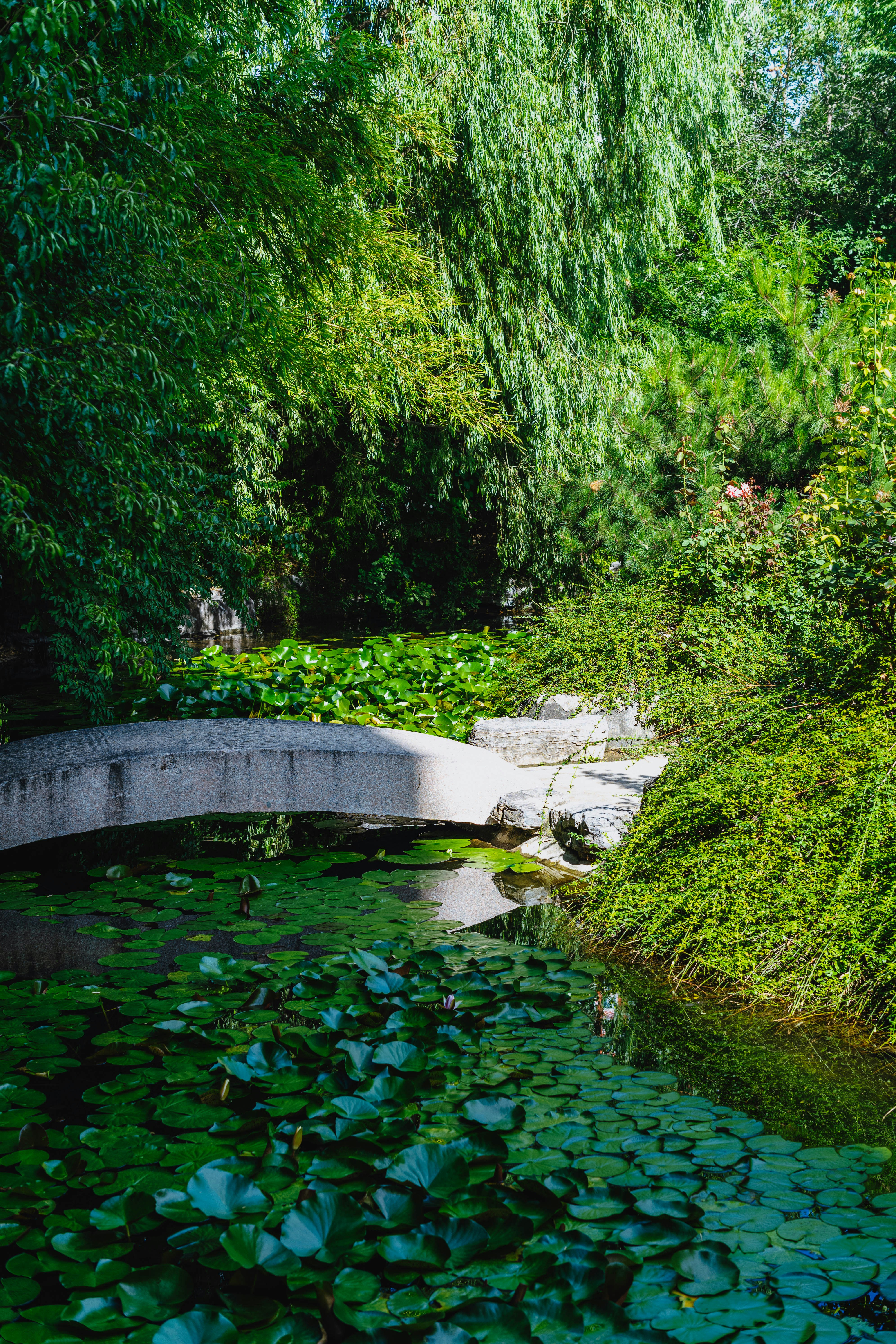 Serene Waterway Crossing in a Lush Green Garden