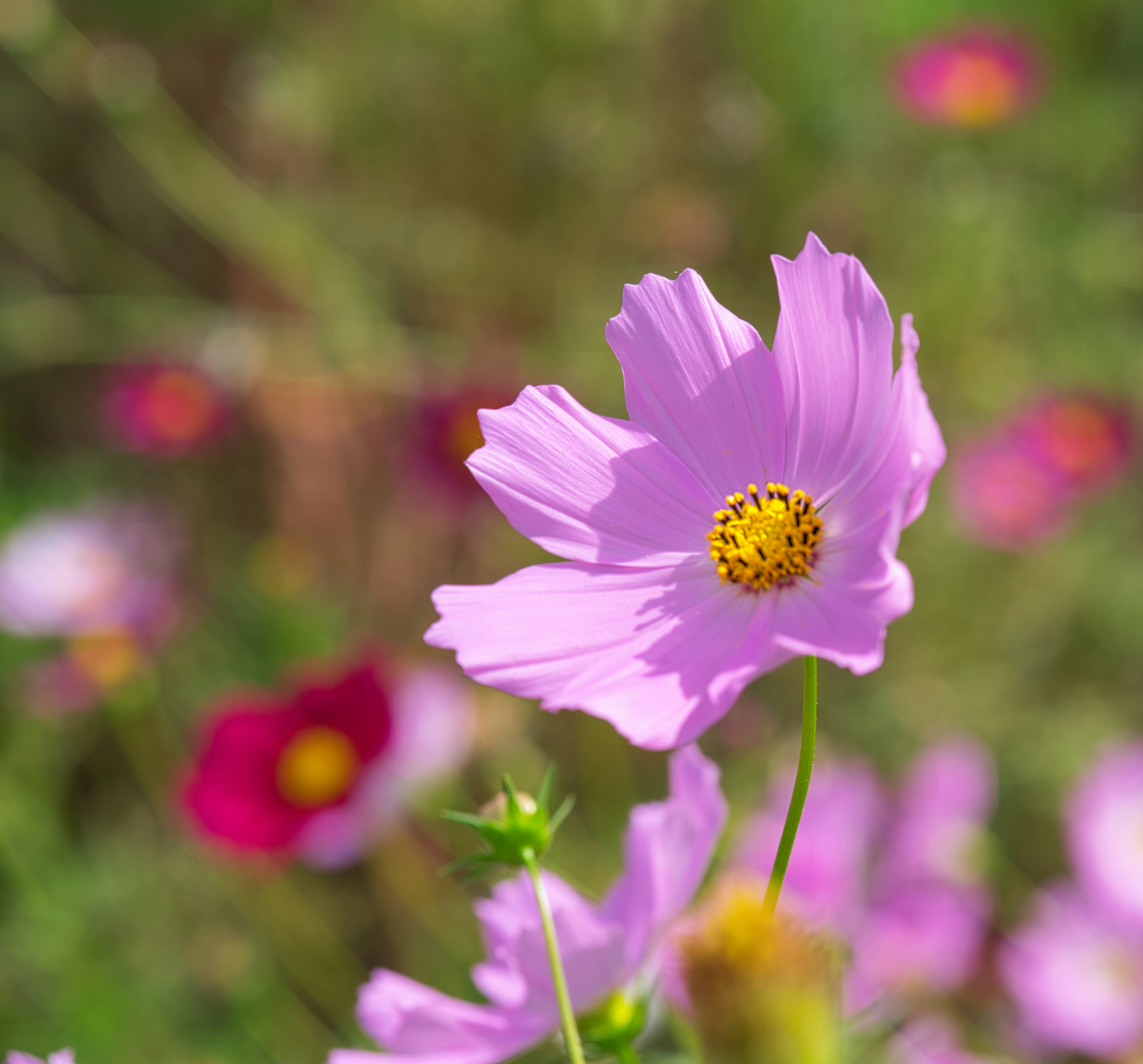 Pink Cosmos in Soft Focus Field