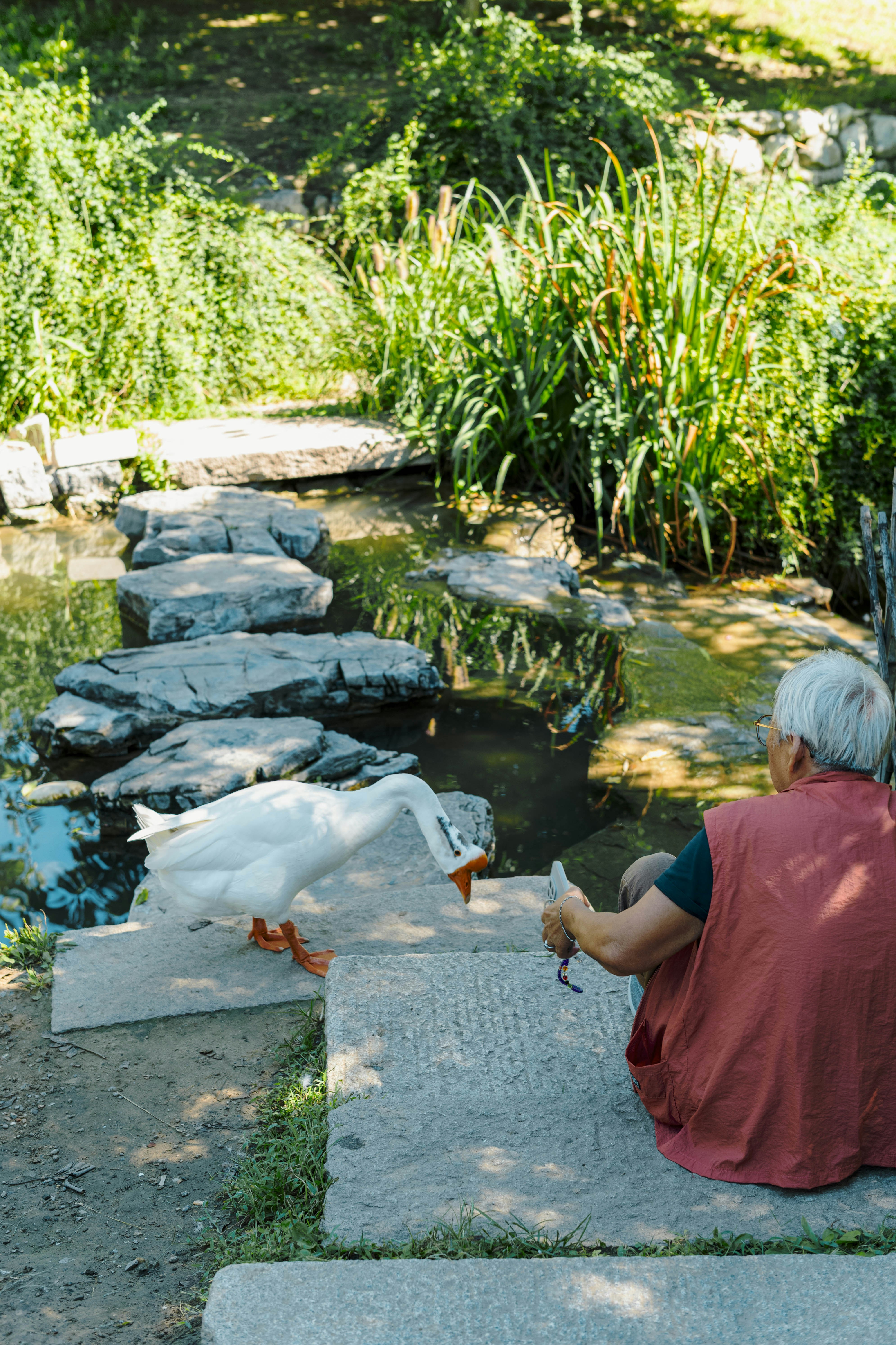 Migrant Swan and Elderly Gardener by a Stone Step Creek