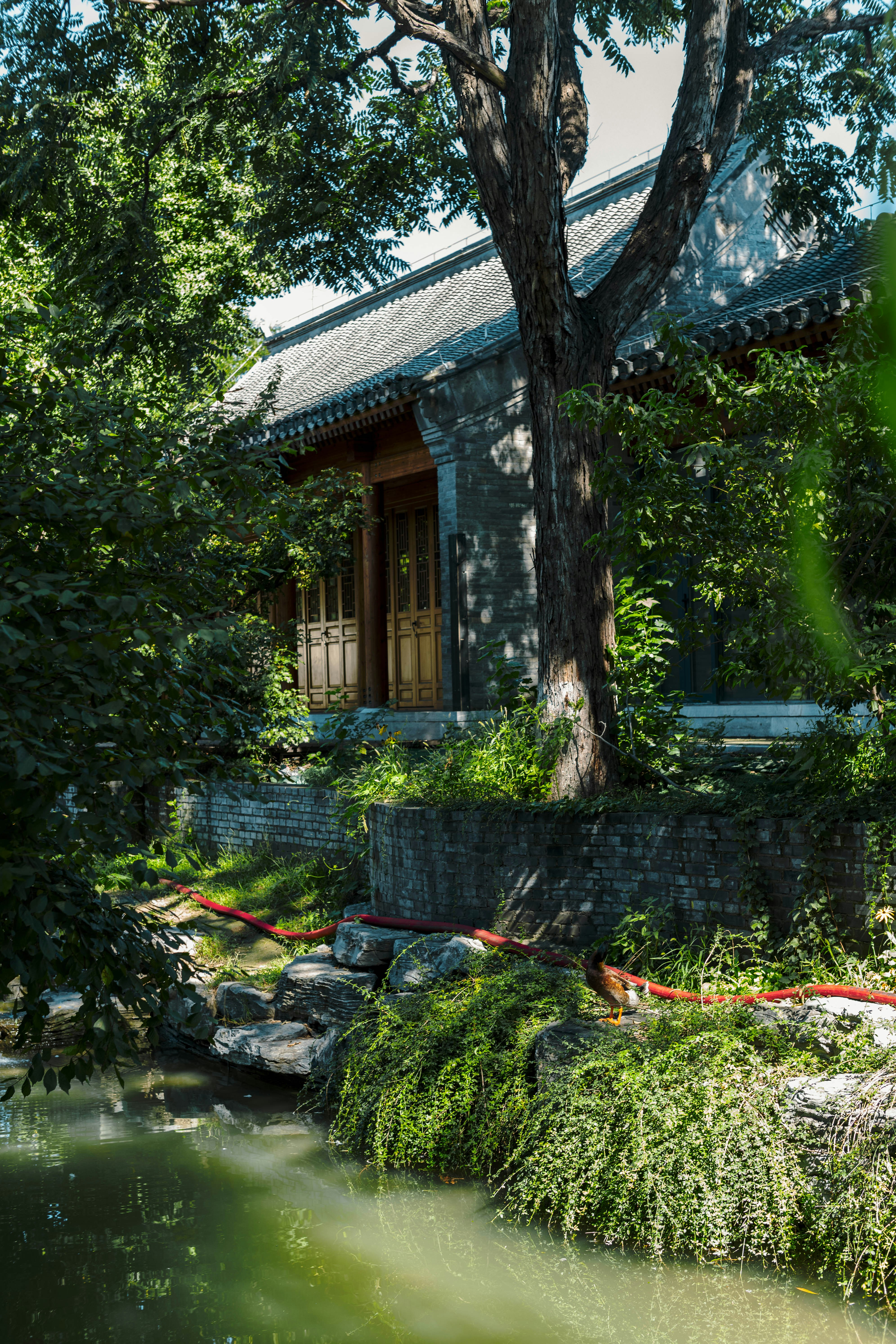 Sunlit Temple Edge: Quiet Riverbank and Wooden Doors
