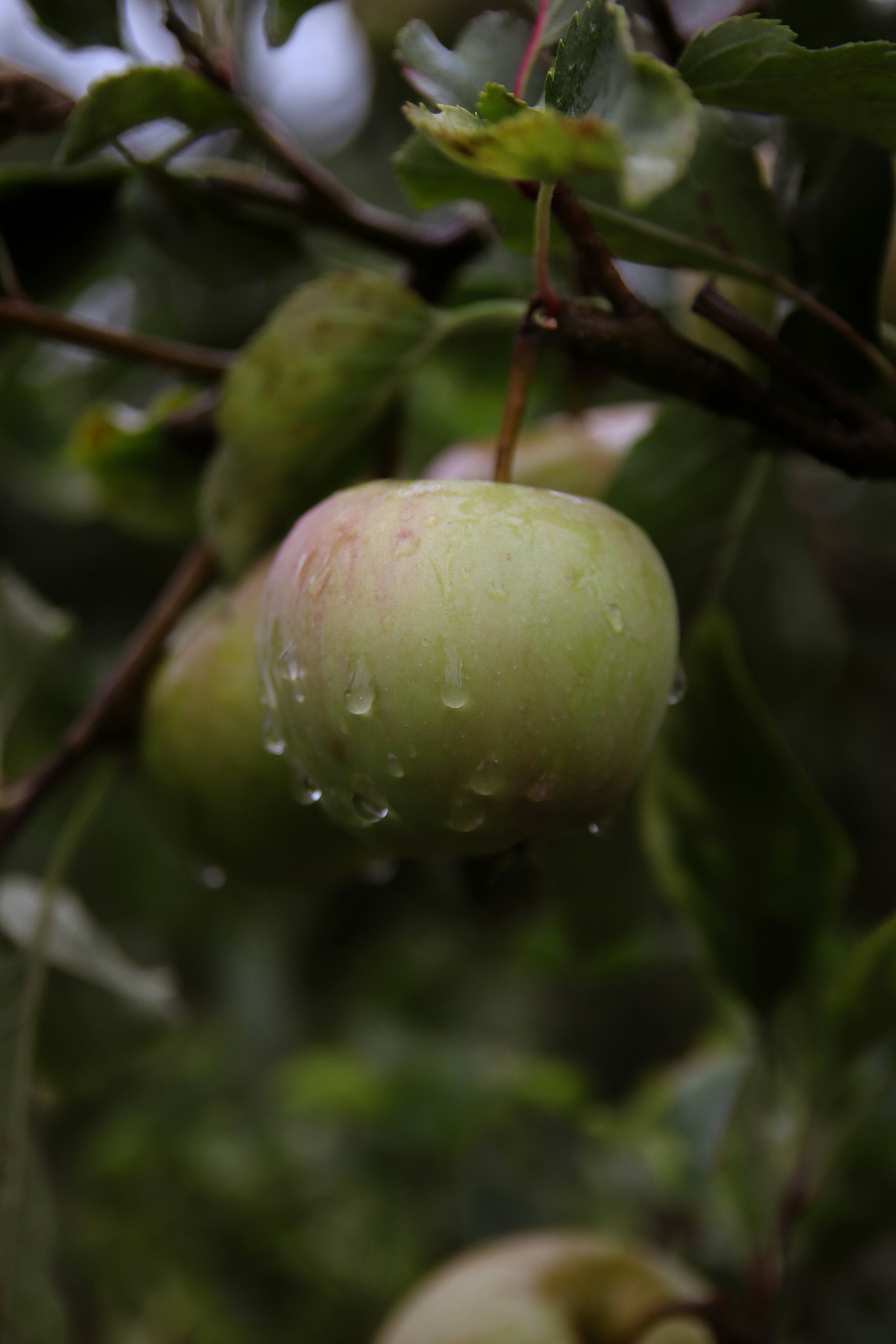 Droplet-kissed Apple Pendant in a Rainy Orchard