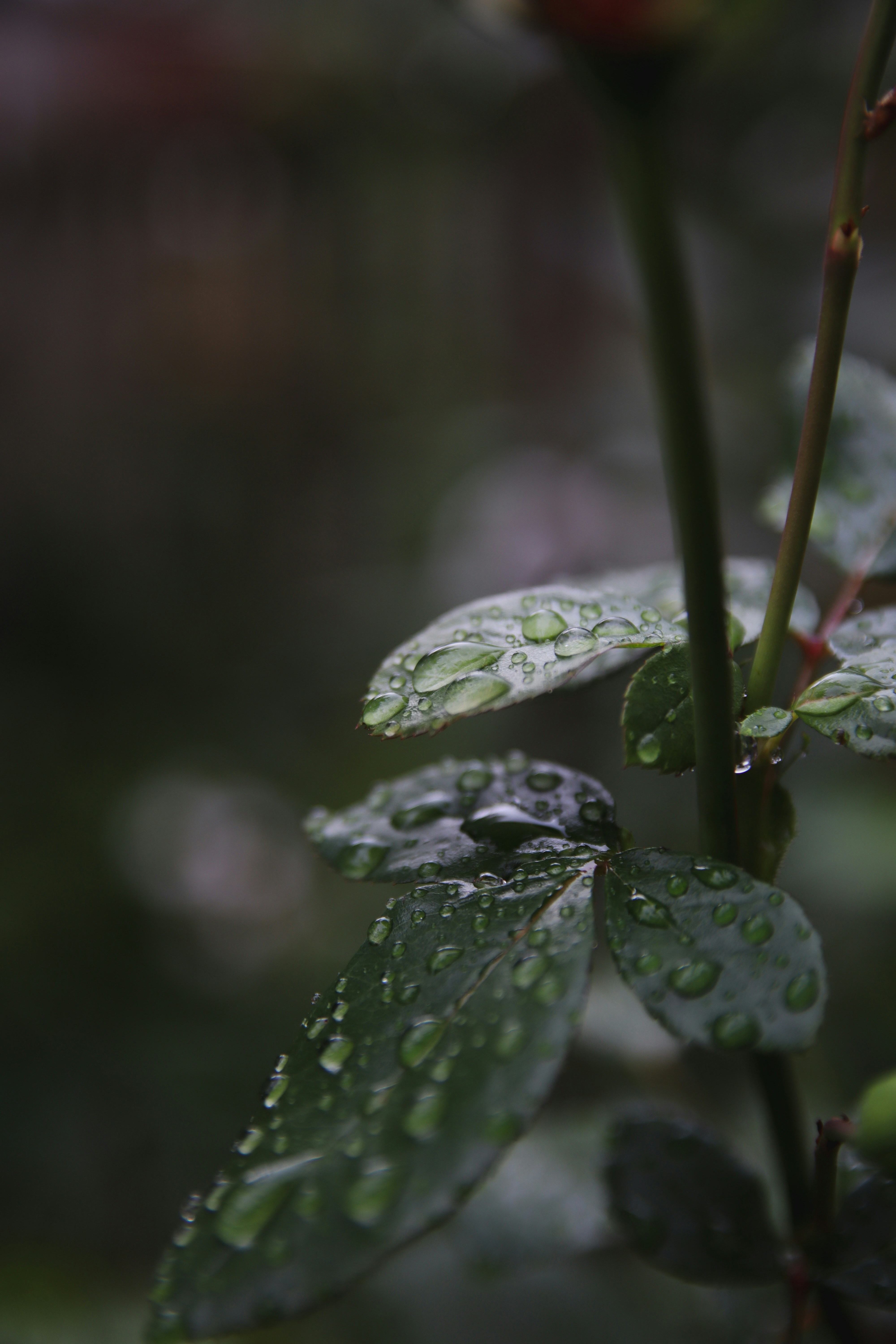 Dew-kissed Rose Leaves: Close-Up Quiet in the Garden