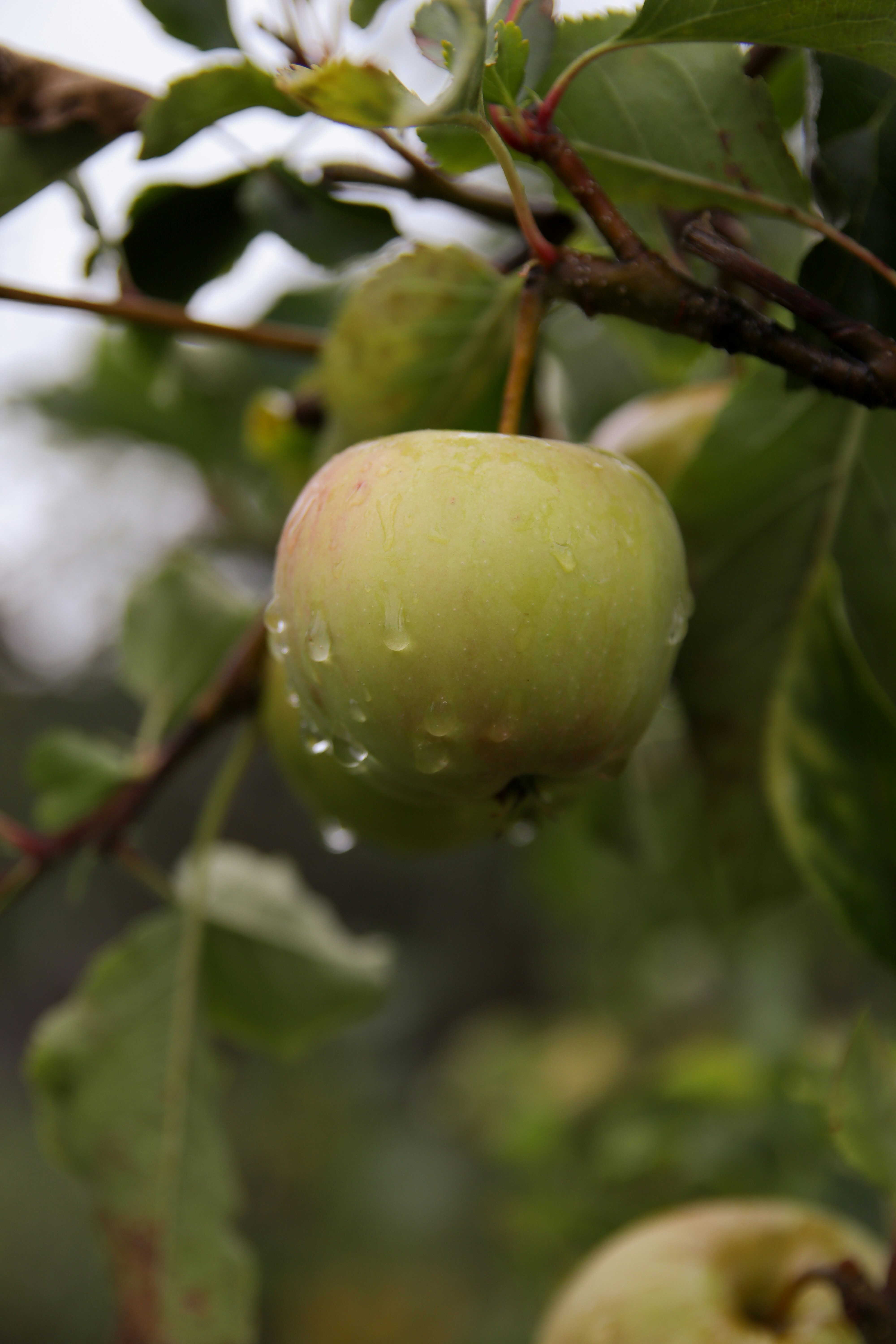 A close-up of a green apple on a tree branch with water droplets, set against a soft, blurred background.