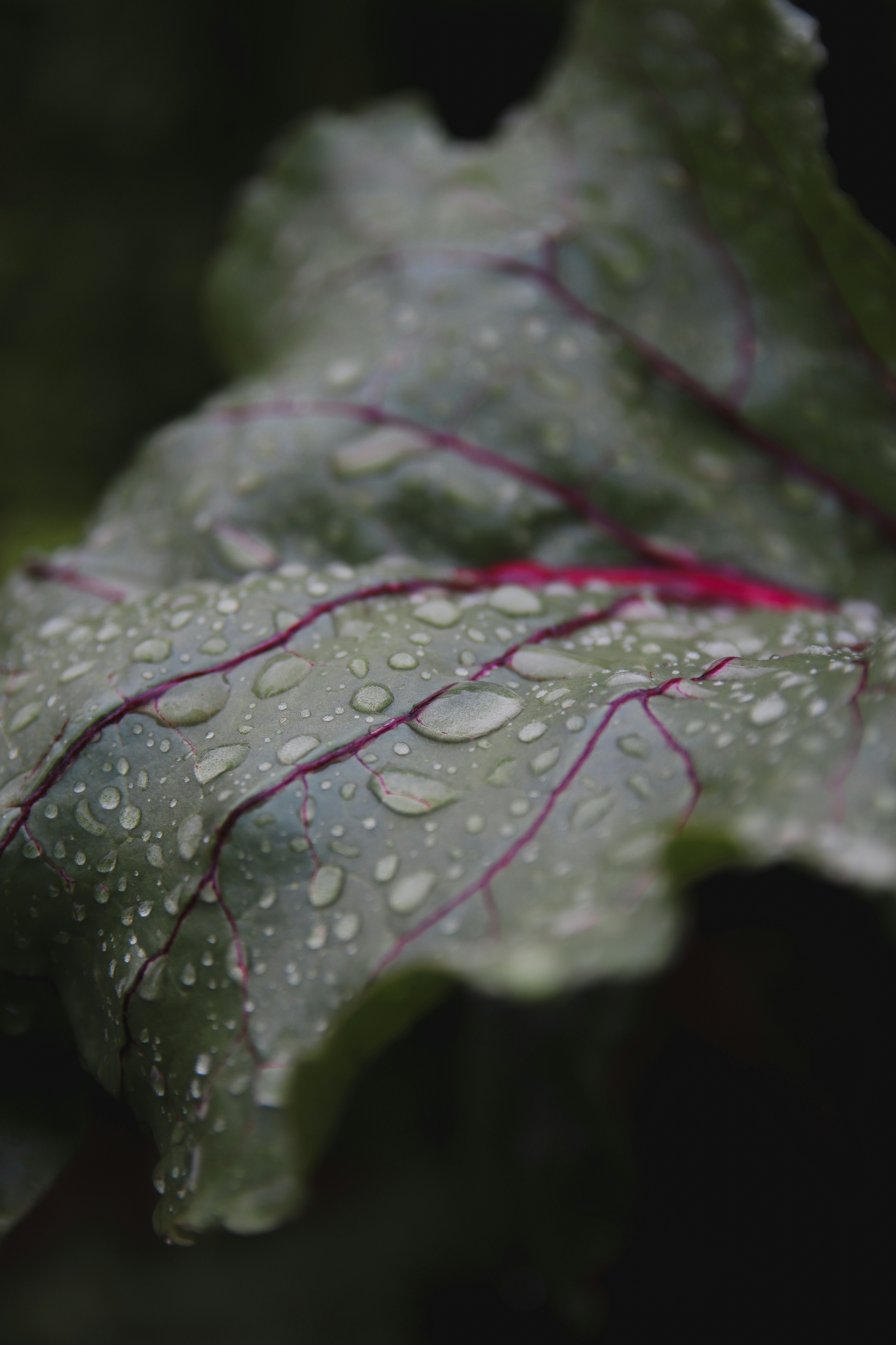 Rain-kissed Kale: Macro Details on a Verdant Leaf