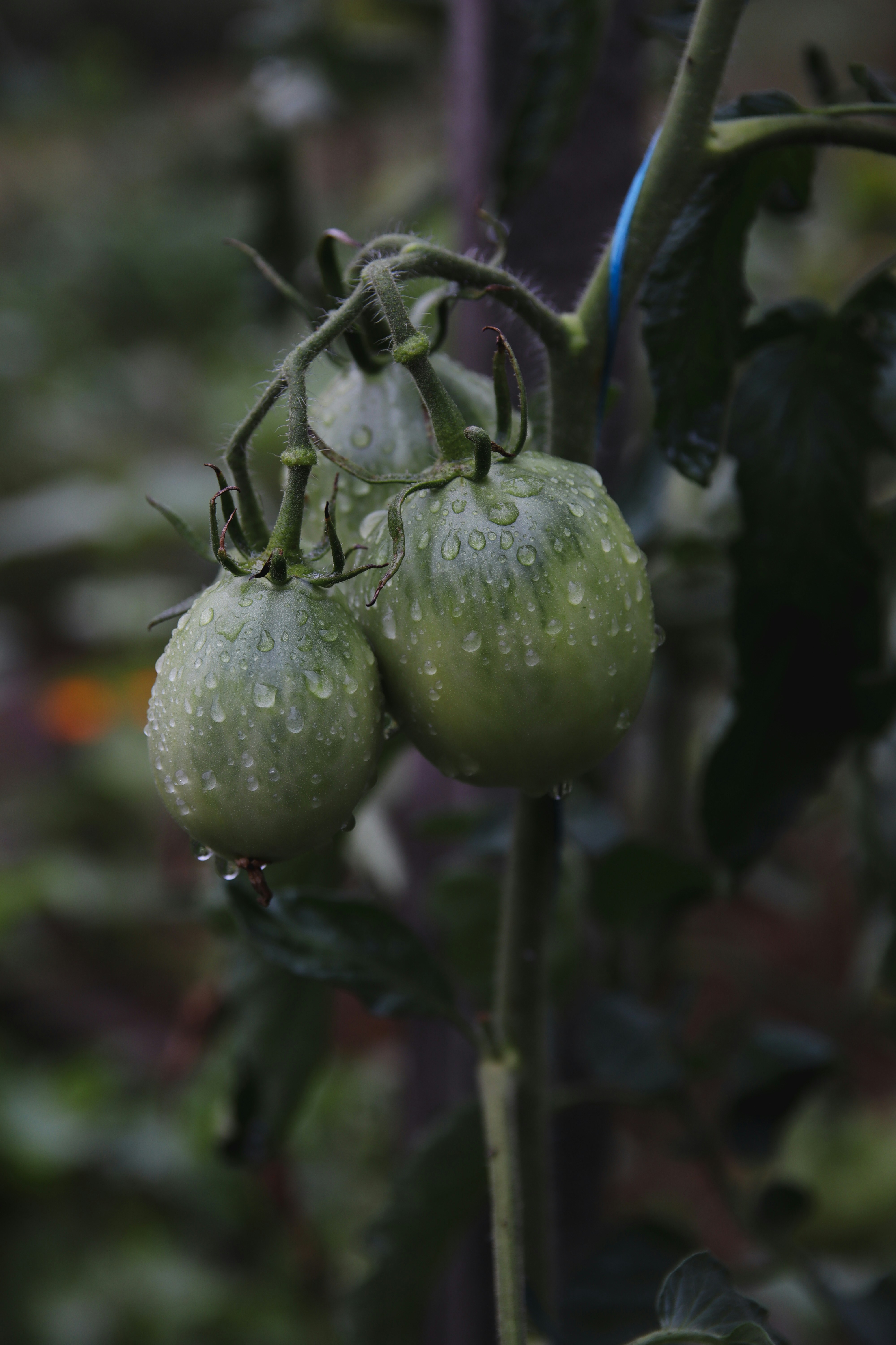 Dew-kissed Green Tomatoes on a Twisted Vine