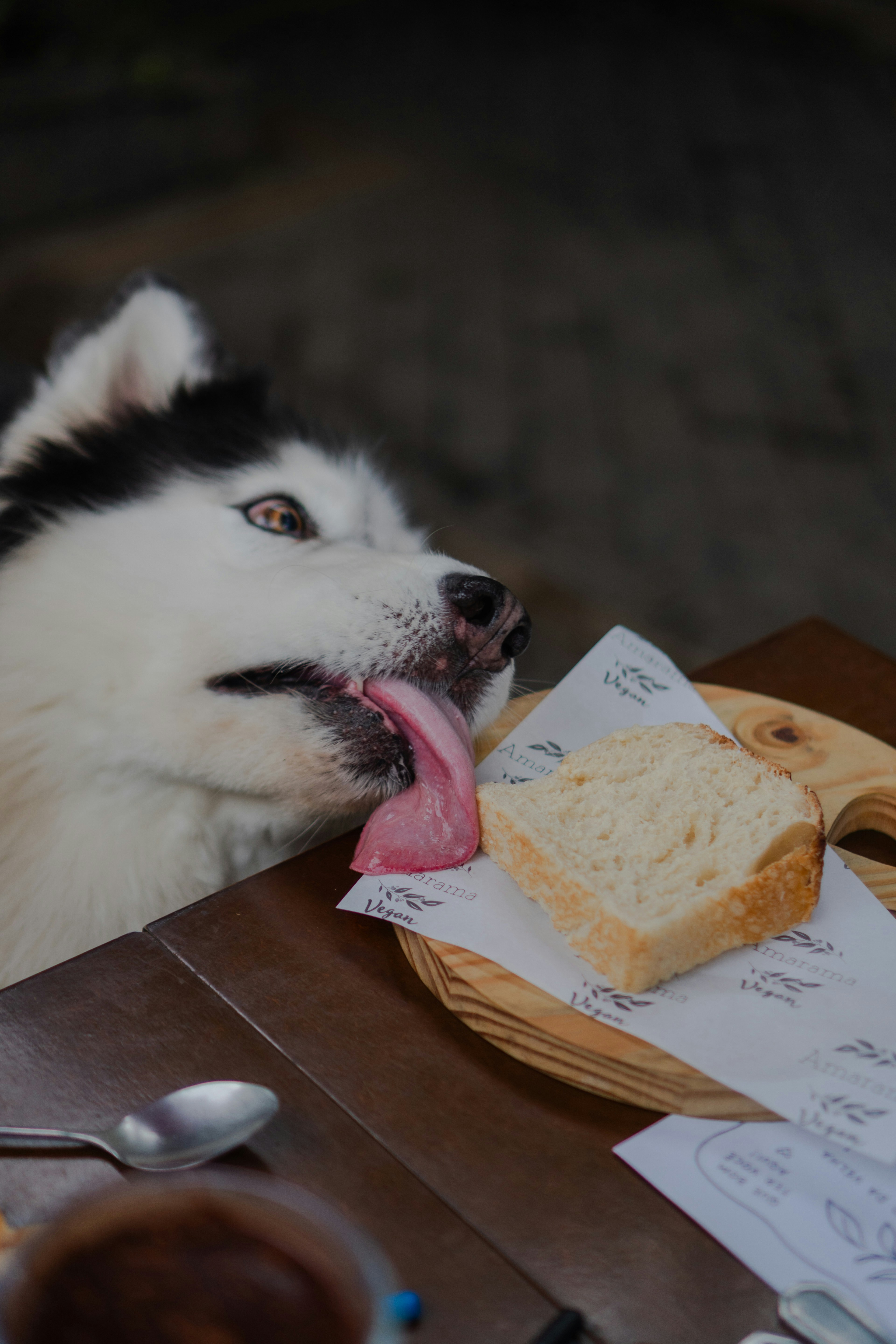 Tongue-First Snack: Husky Delights at a Toasted Table