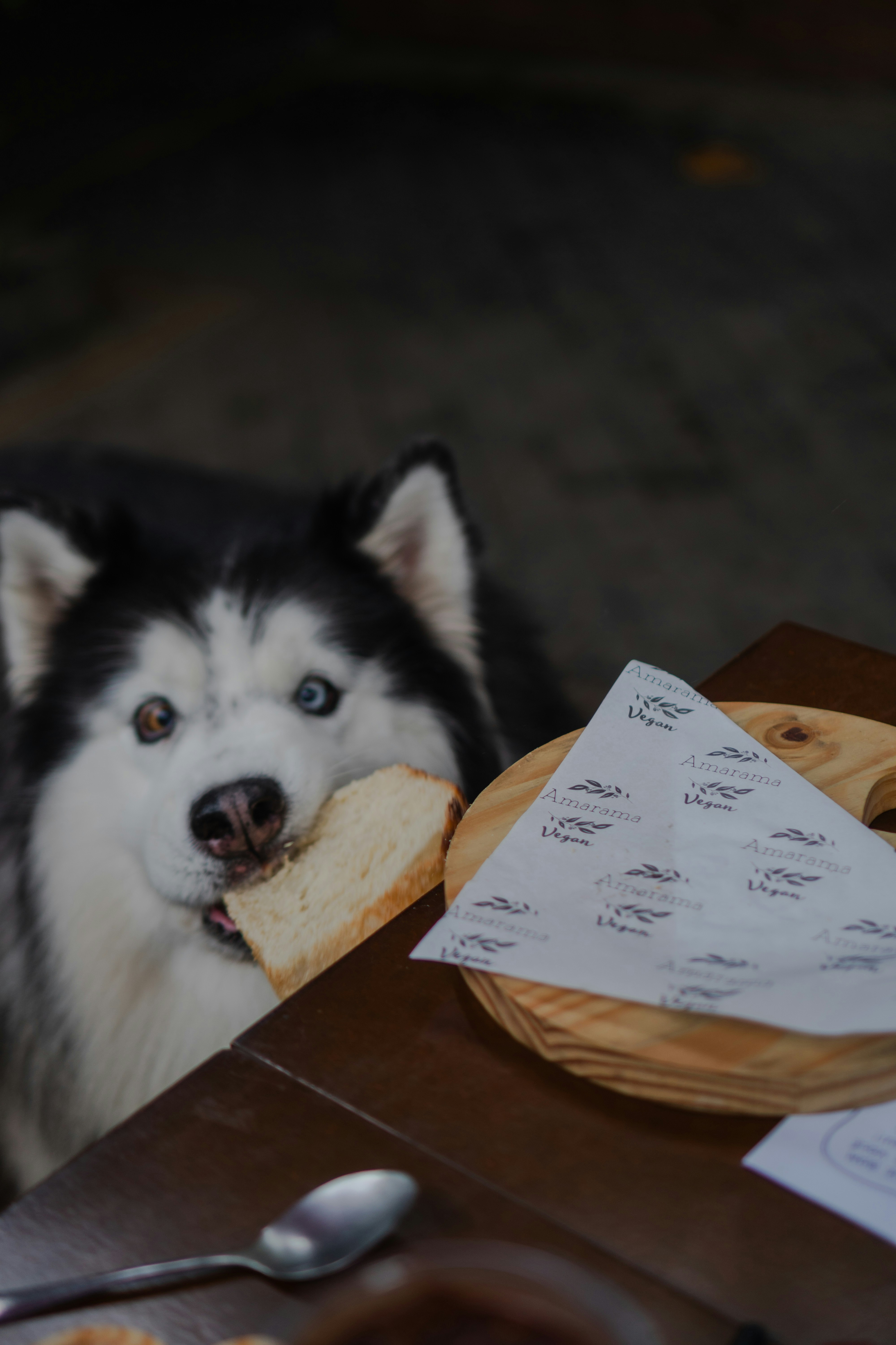 Lonely Snack: A Husky Keeps Watch Over Bread at the Table