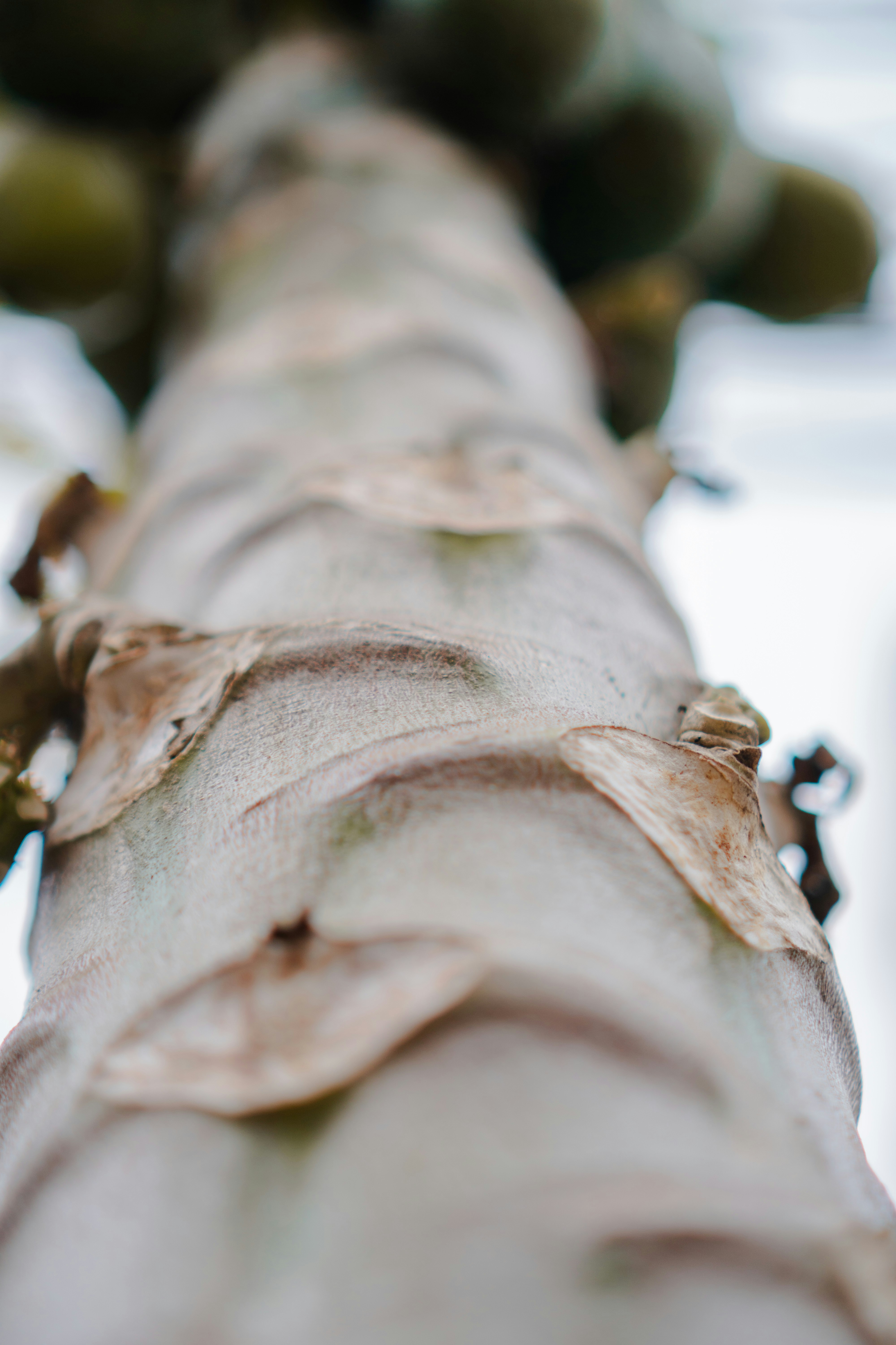 Upward Gnarled Arch: A Vertical View Through Bark and Texture
