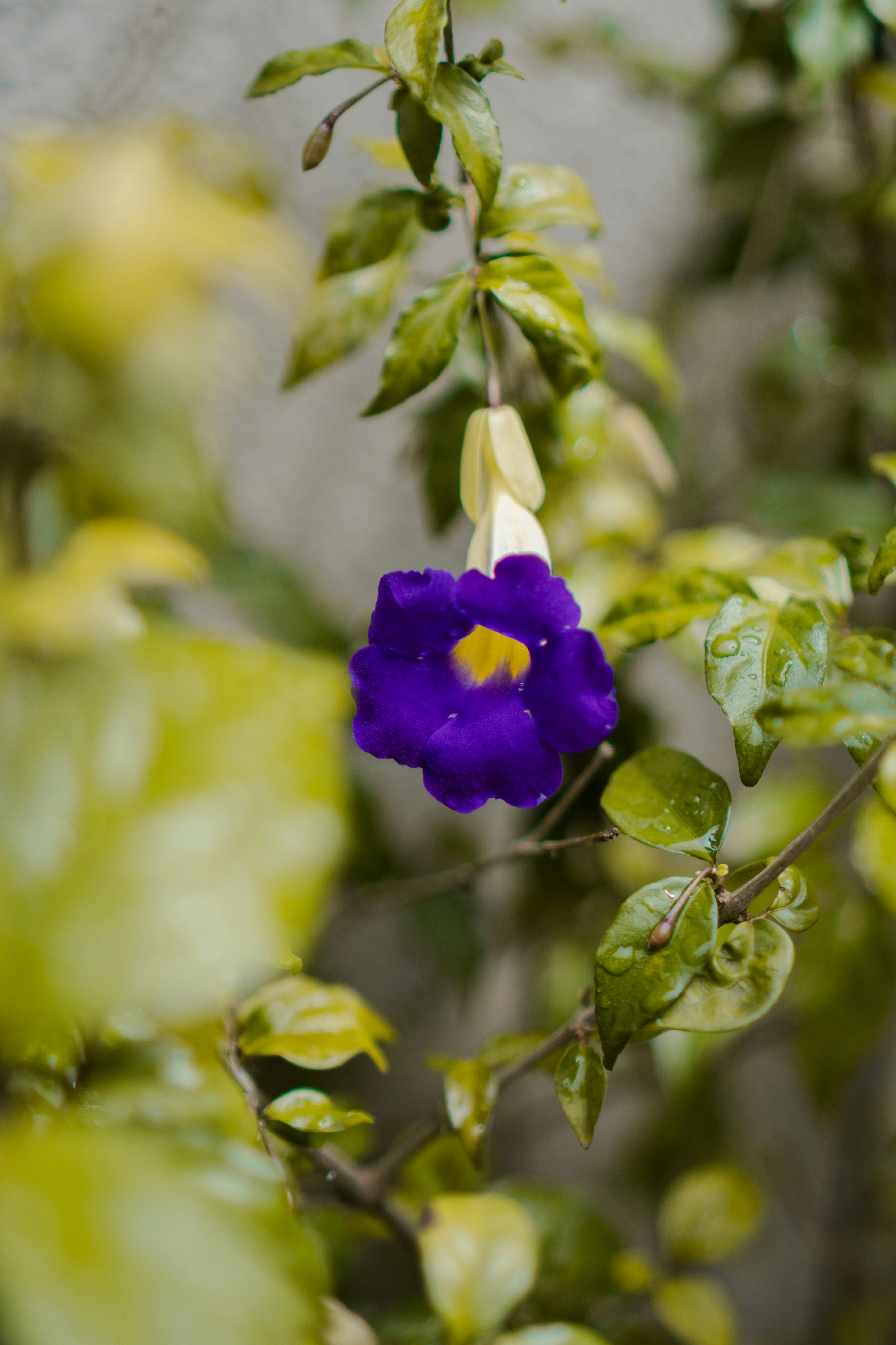 Violet Bloom in Focus on Emerald Vines