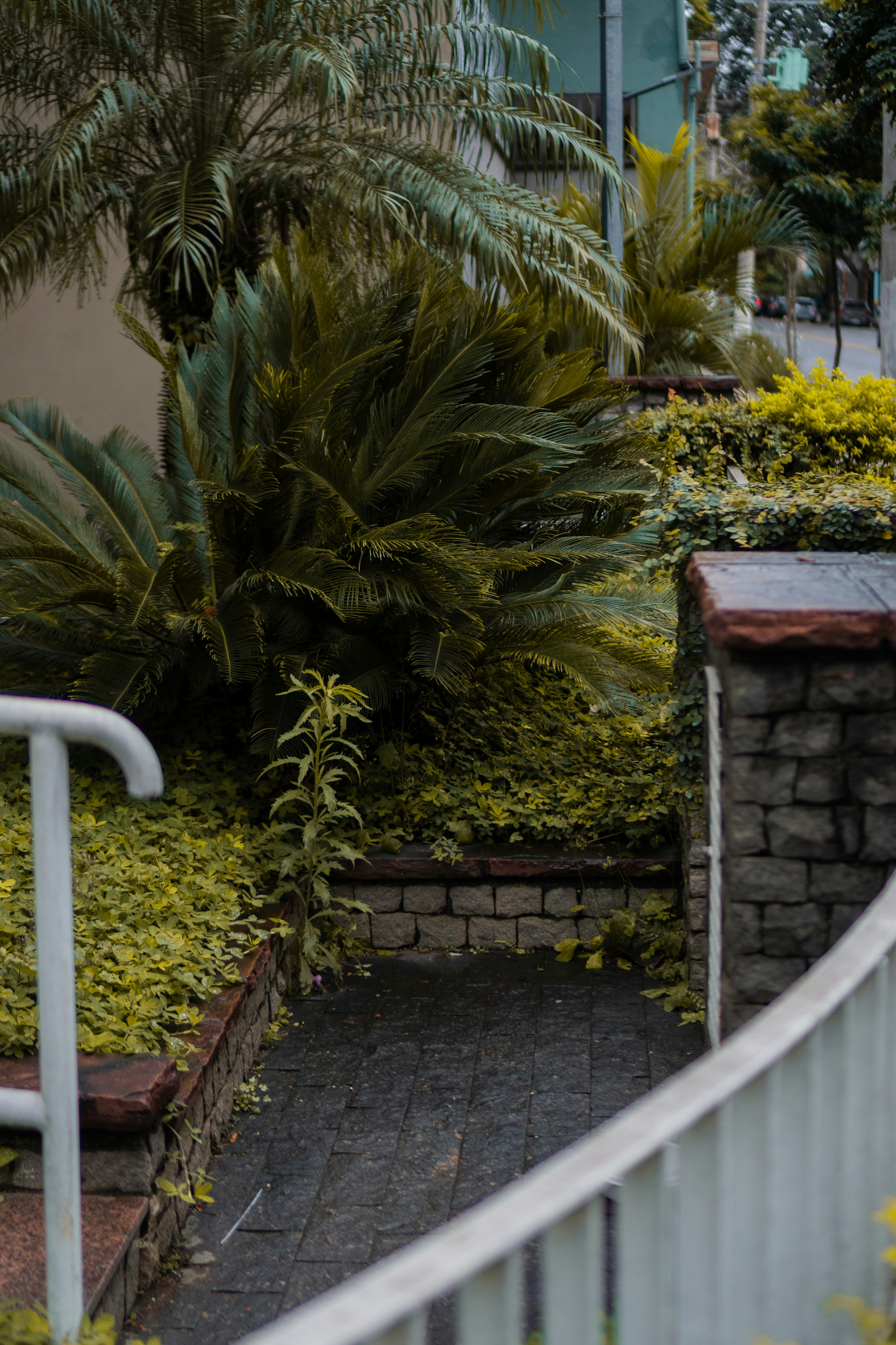 Overgrown steps: a sunlit garden path tucked between lush foliage
