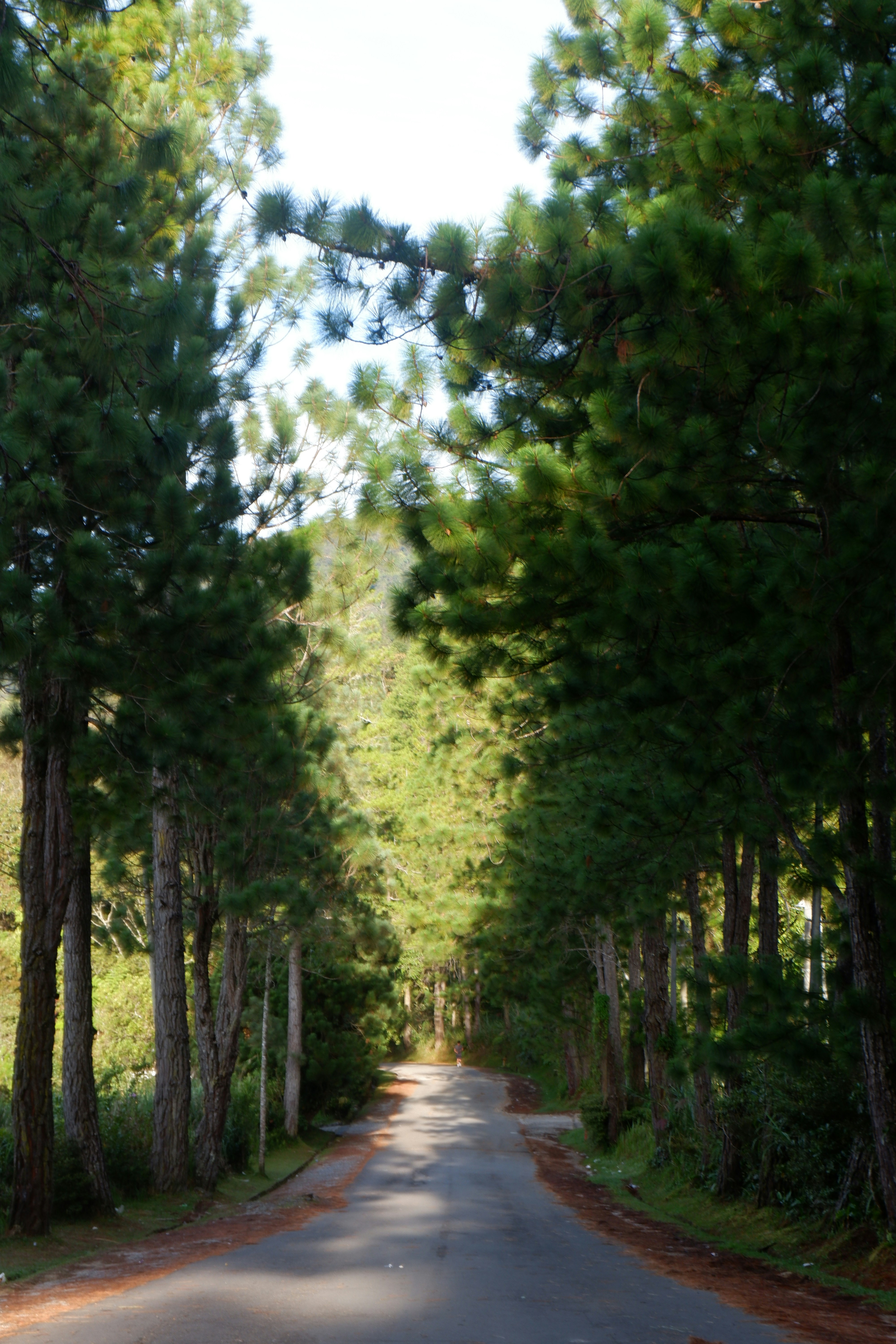 Tree‑lined Roadway Vanishing into Light