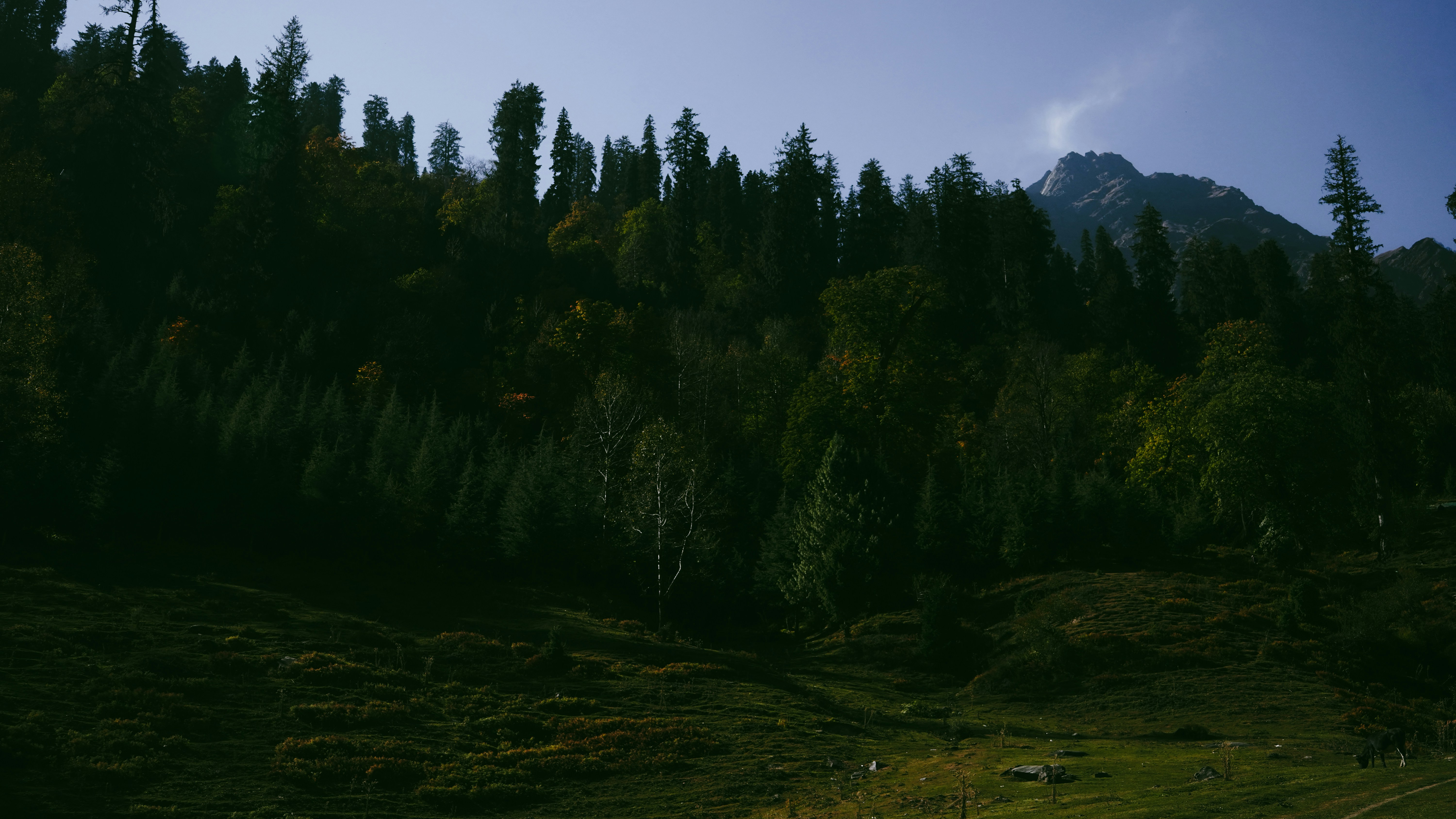 Forest Edge at Dusk: A Quiet Highlands Corridor