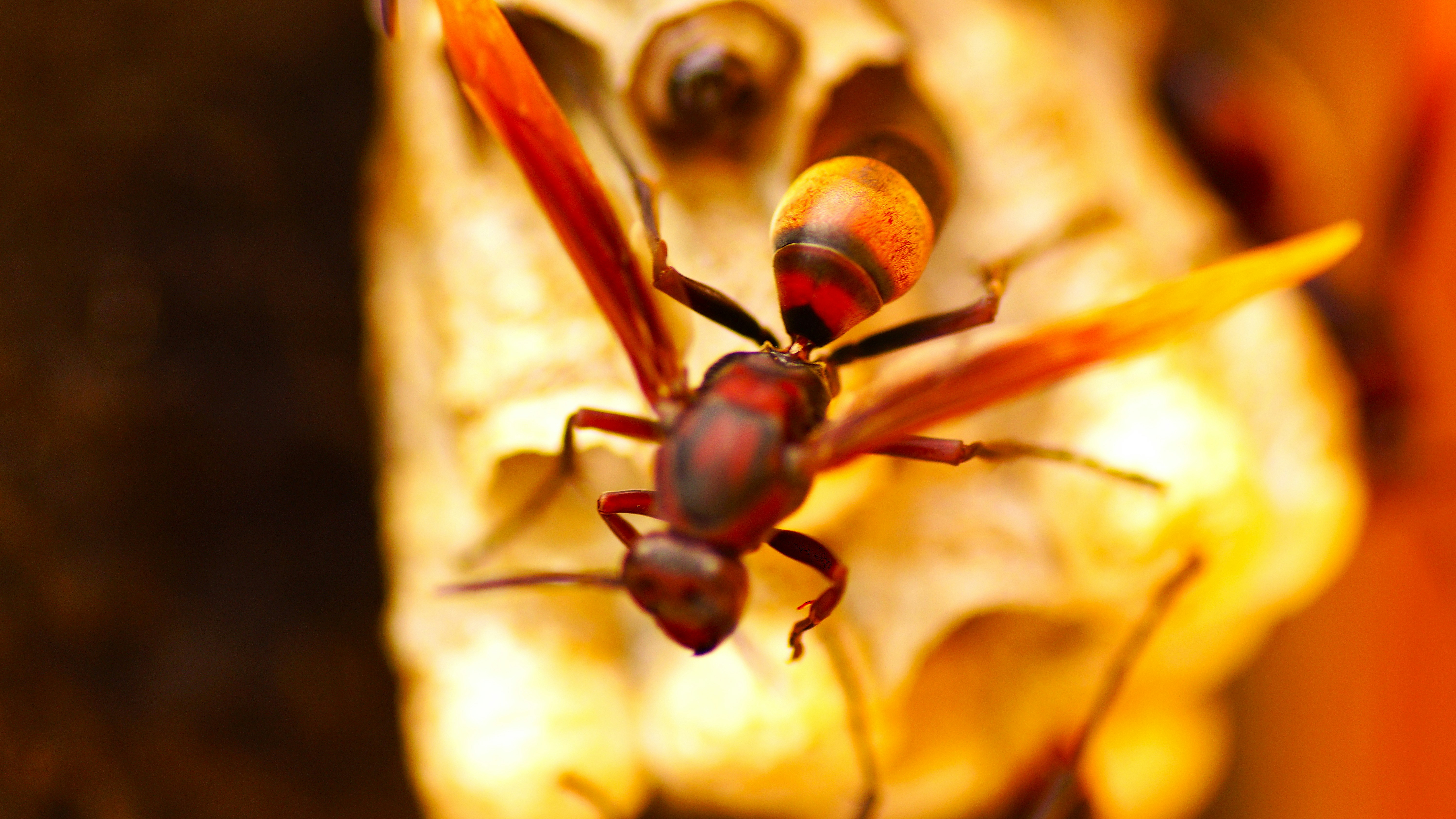 Ant on a Sunlit Stage: Macro Portrait of a Worker Insect