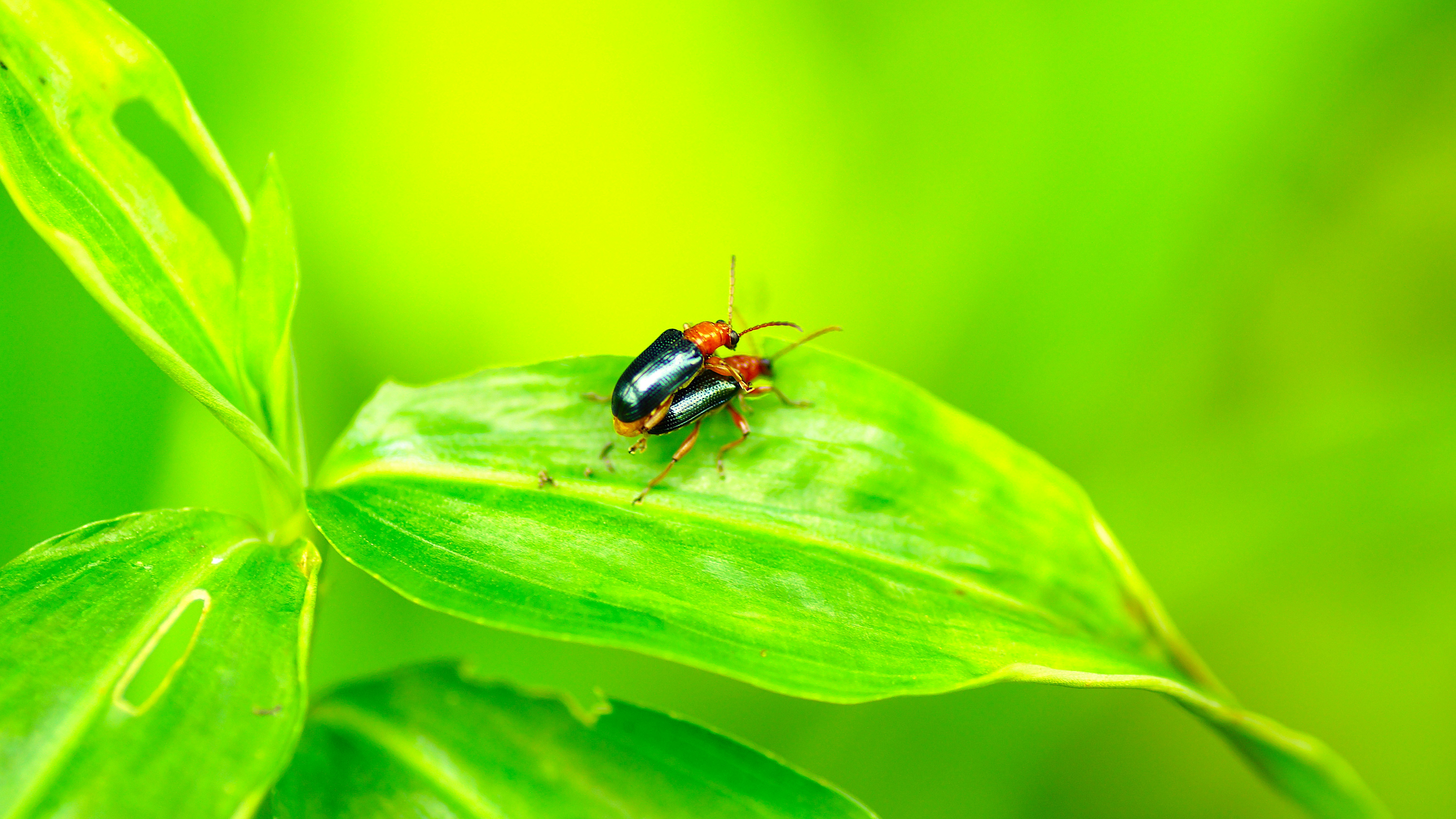 Small Beetle, Big Leaf: A Glint of Color in a Sunlit Green
