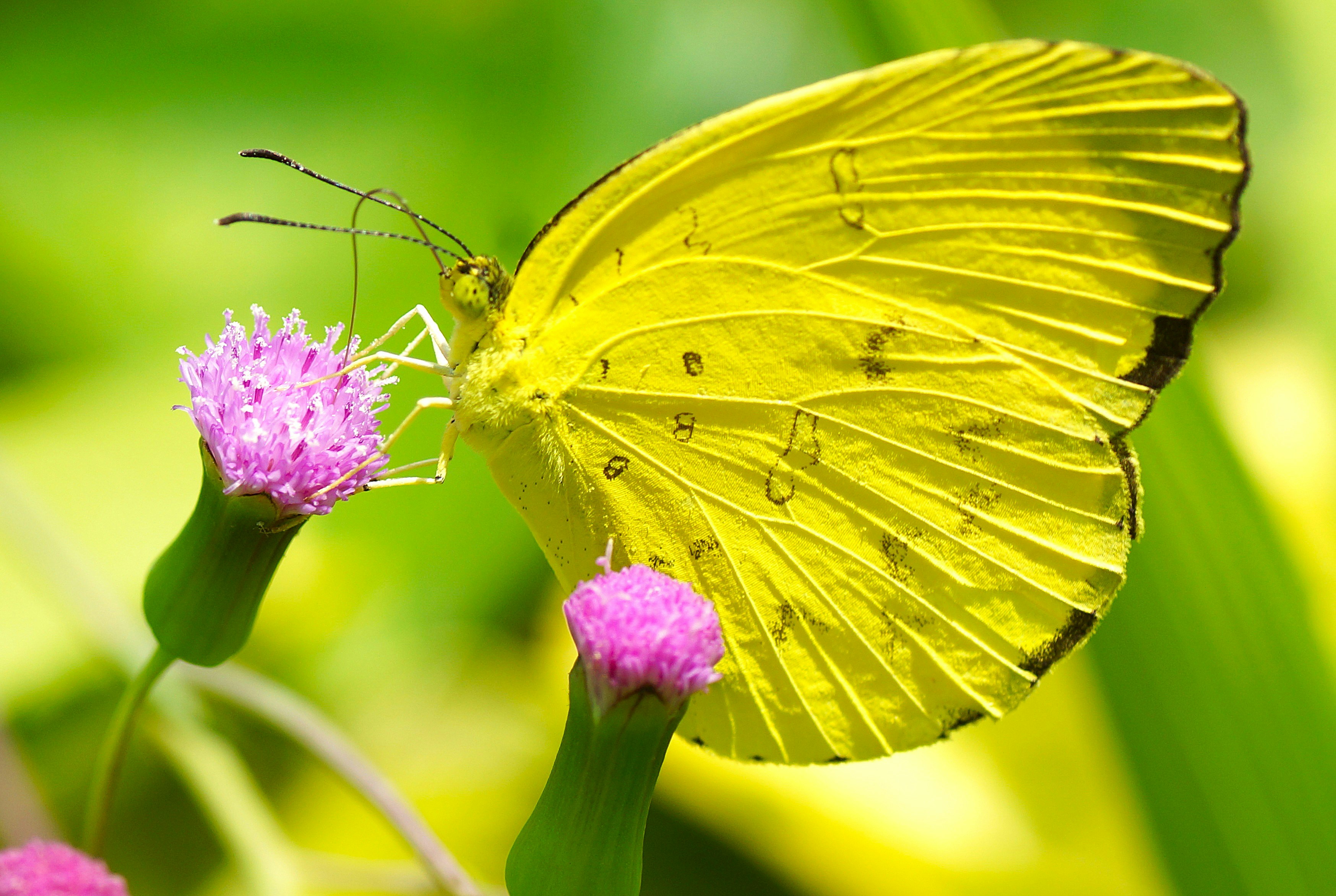 Golden wings at the nectar crossroads