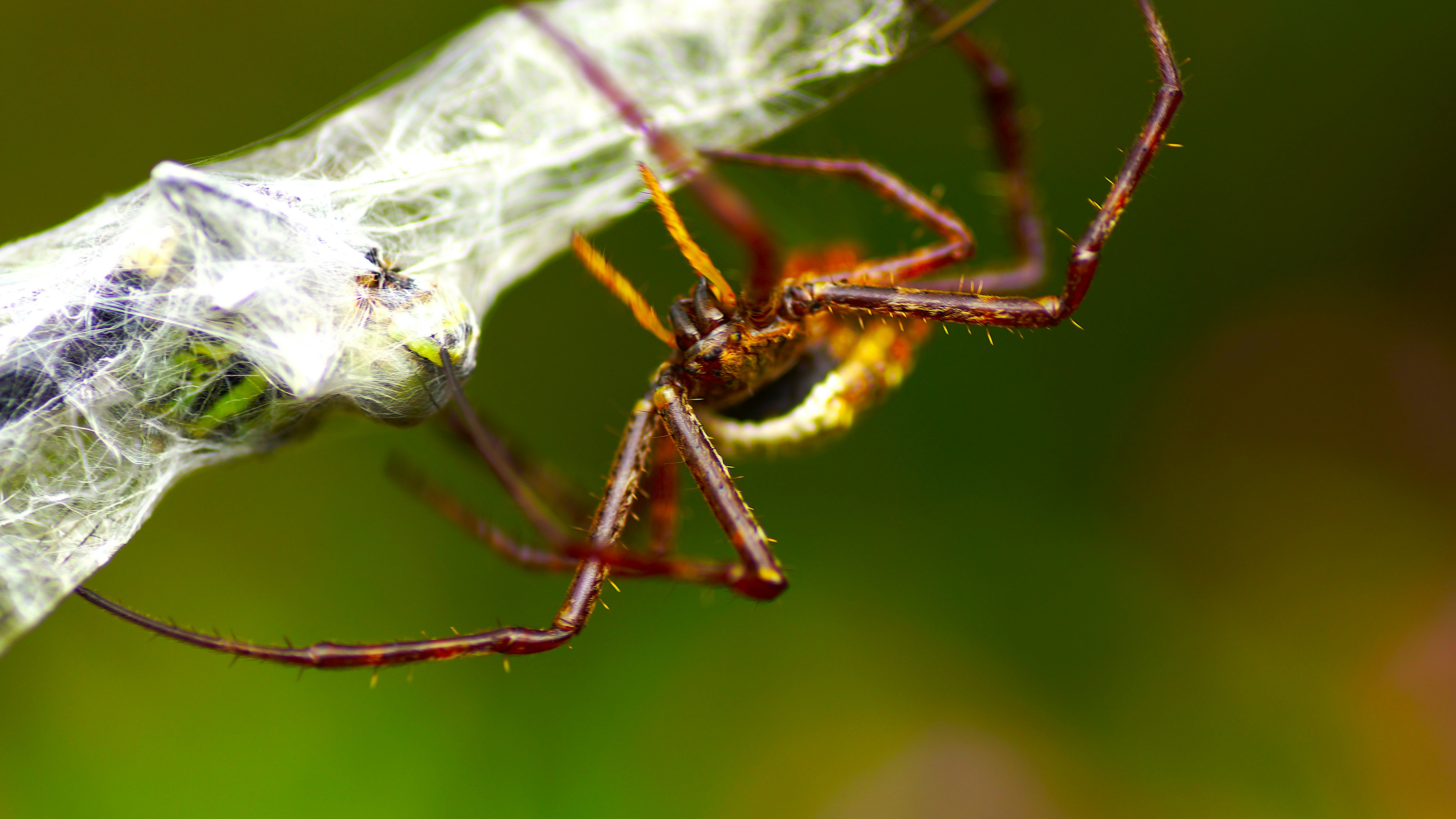 Silk Thread and Silence: A Spider's Bridge
