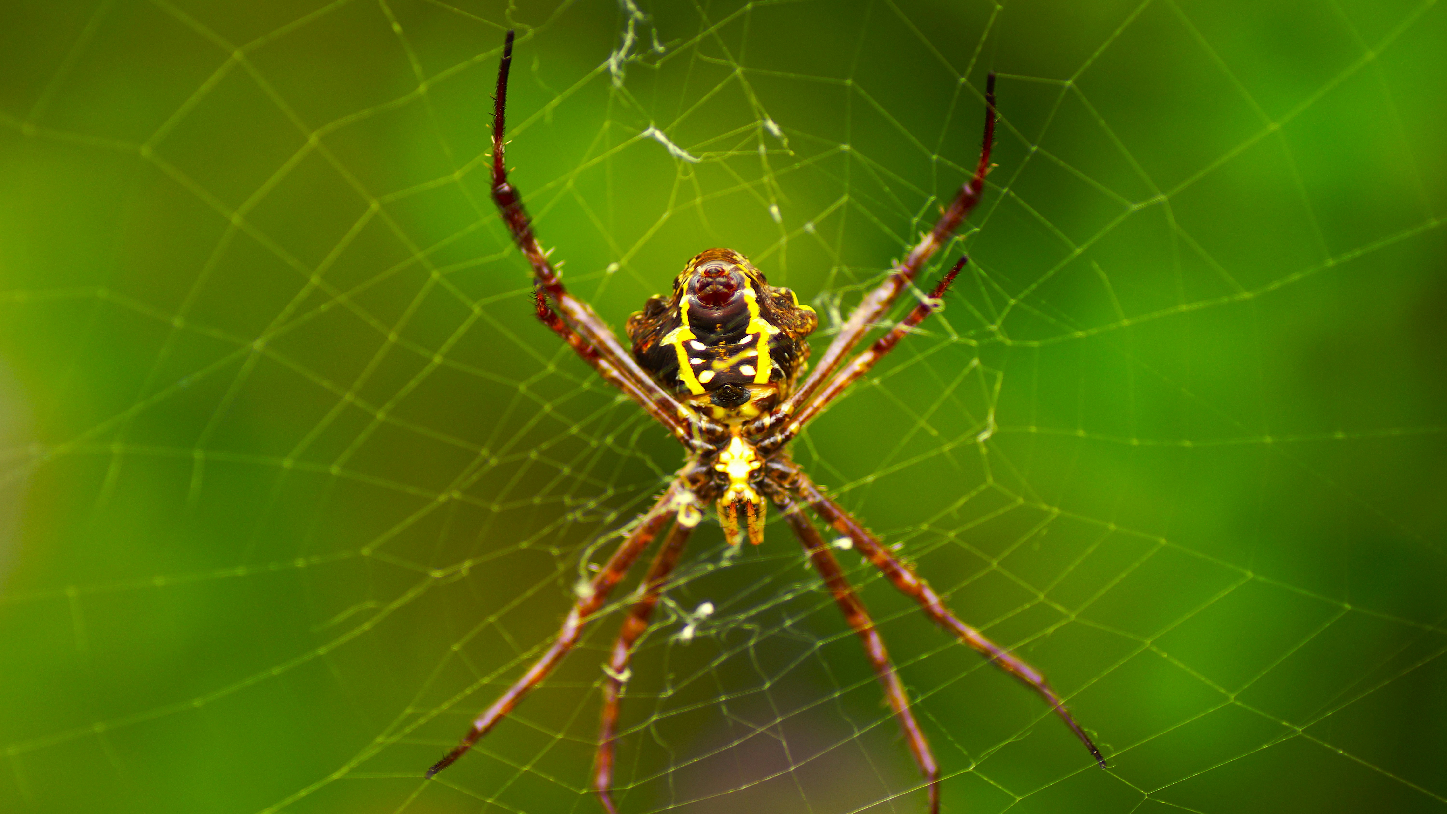 Web Crown: A Golden-Spotted Orb Weaver Centered in Its Web