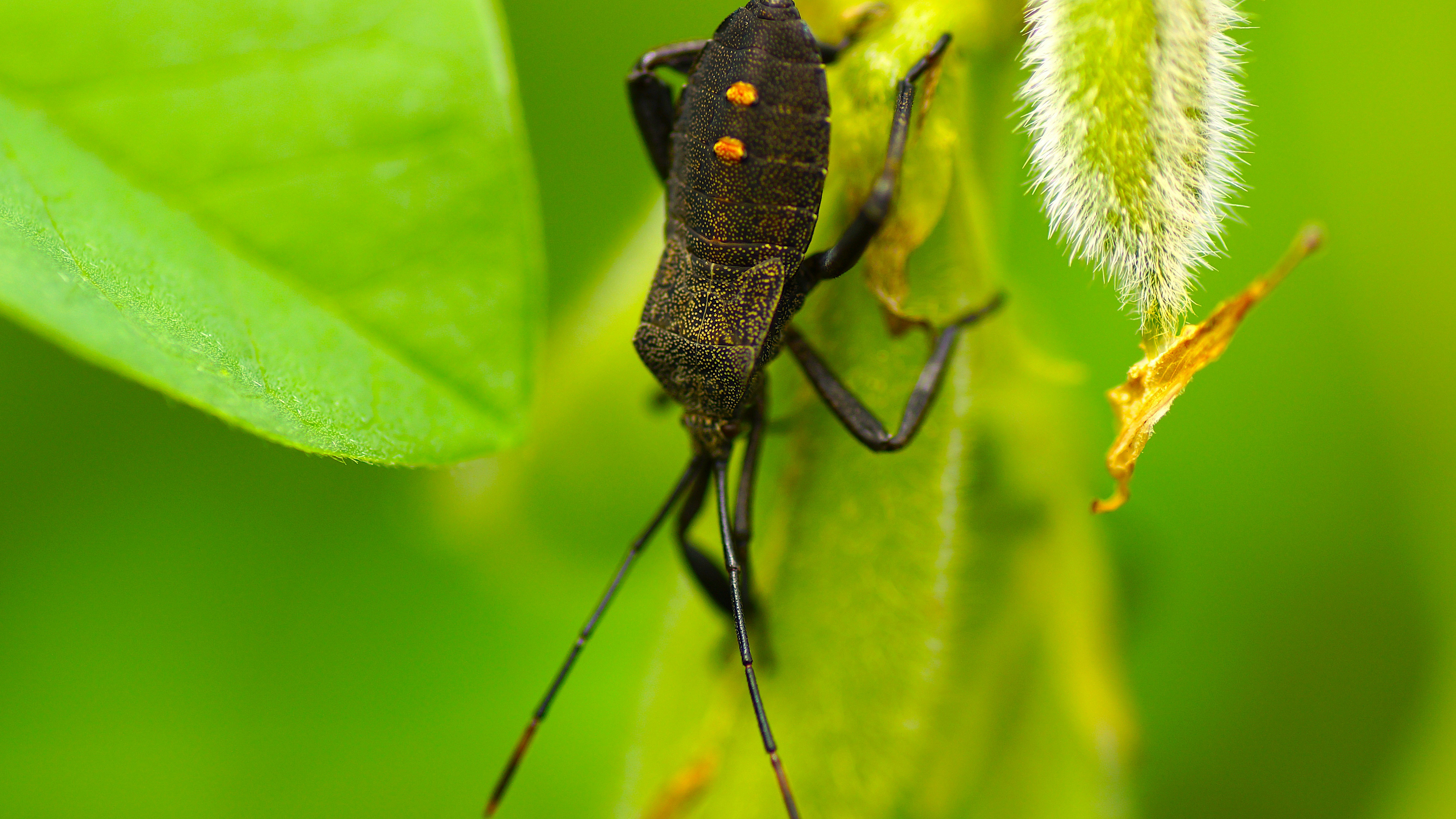 Buzzing silhouette: a close-up of a long-horned bug against bright foliage