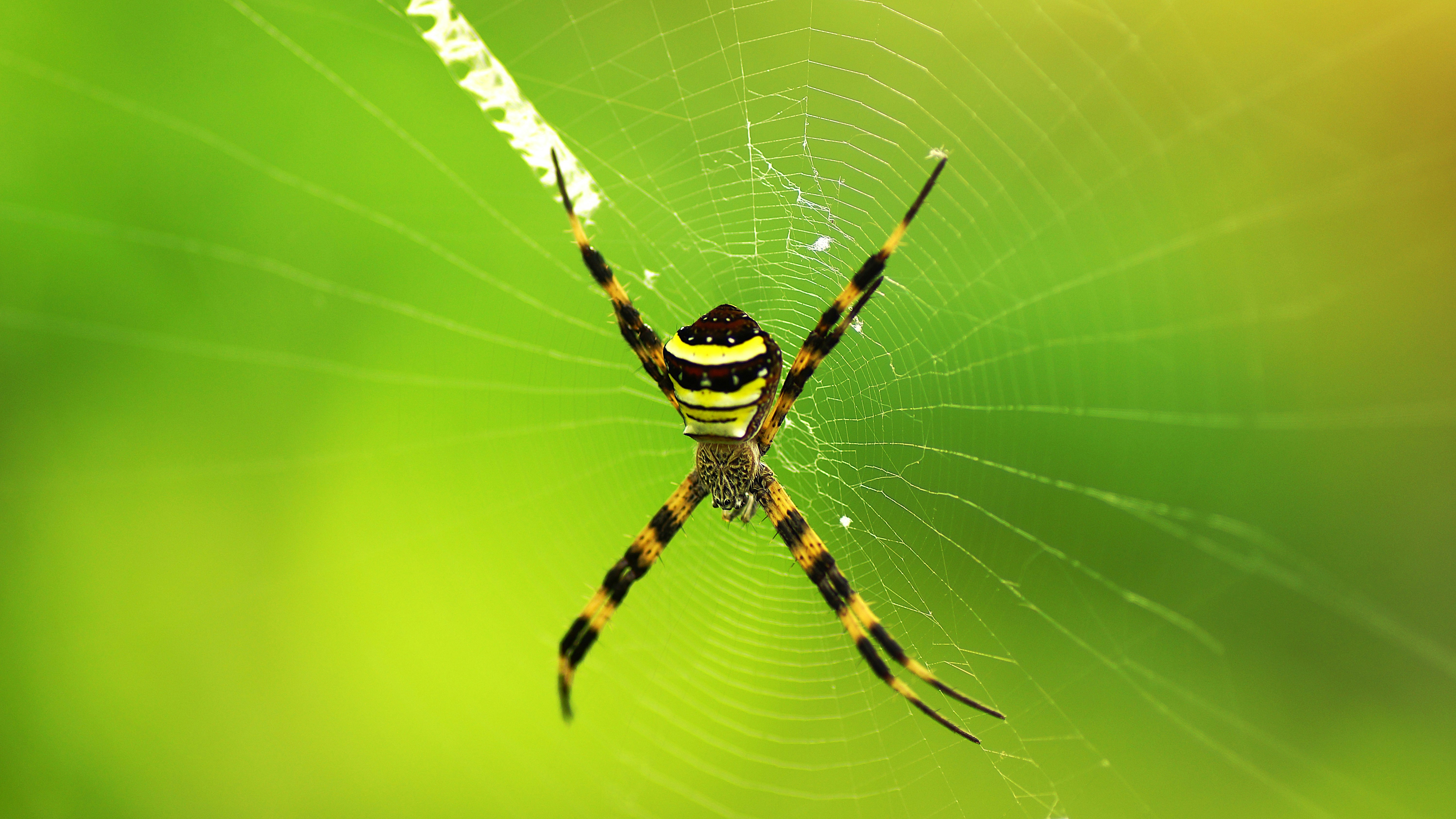 Orb-weaver in the Spotlight: Centered Stripes on a Web of Green