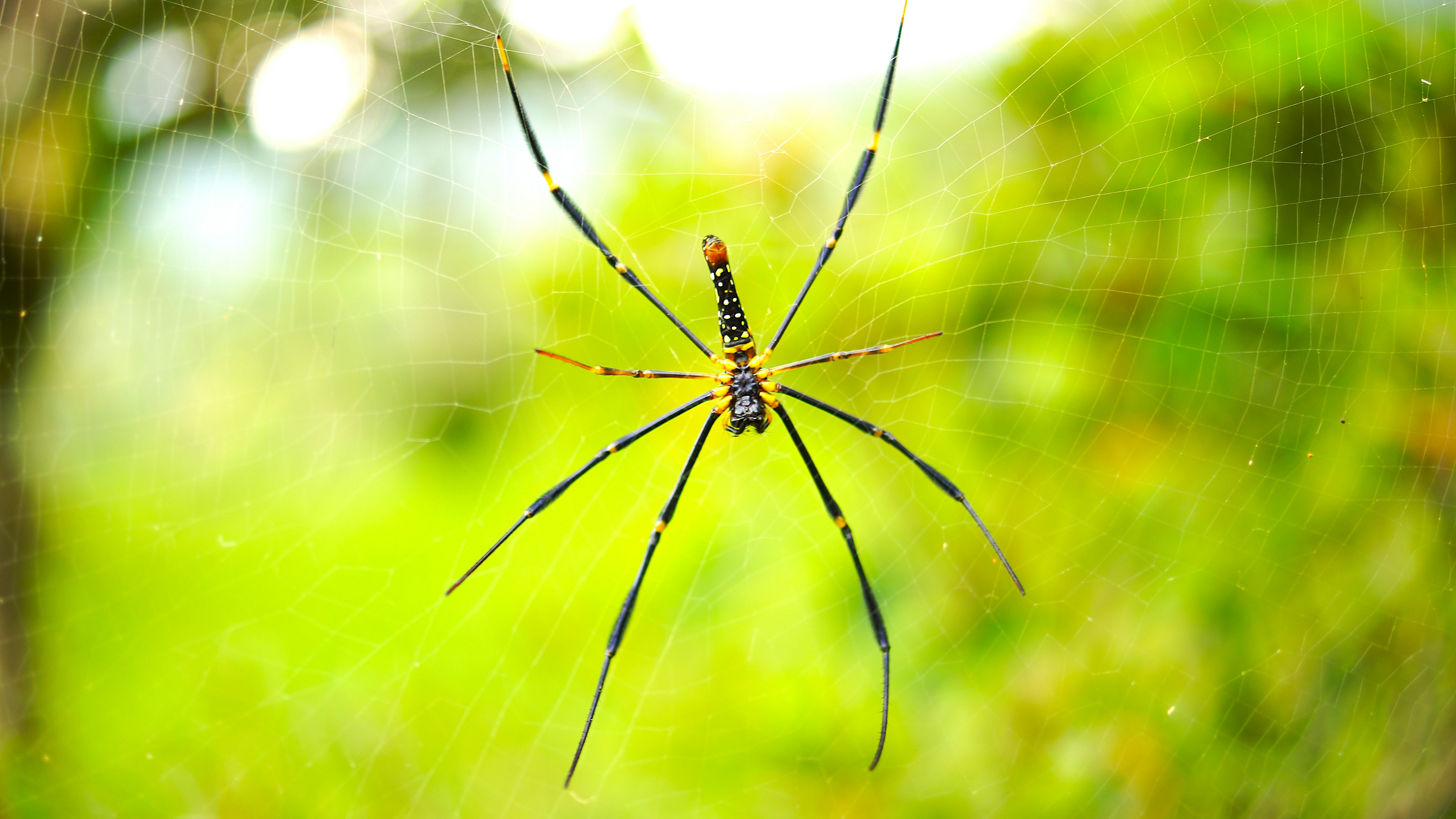 Center of Silence: A Golden Orb-Weaver at the Heart of Web Architecture