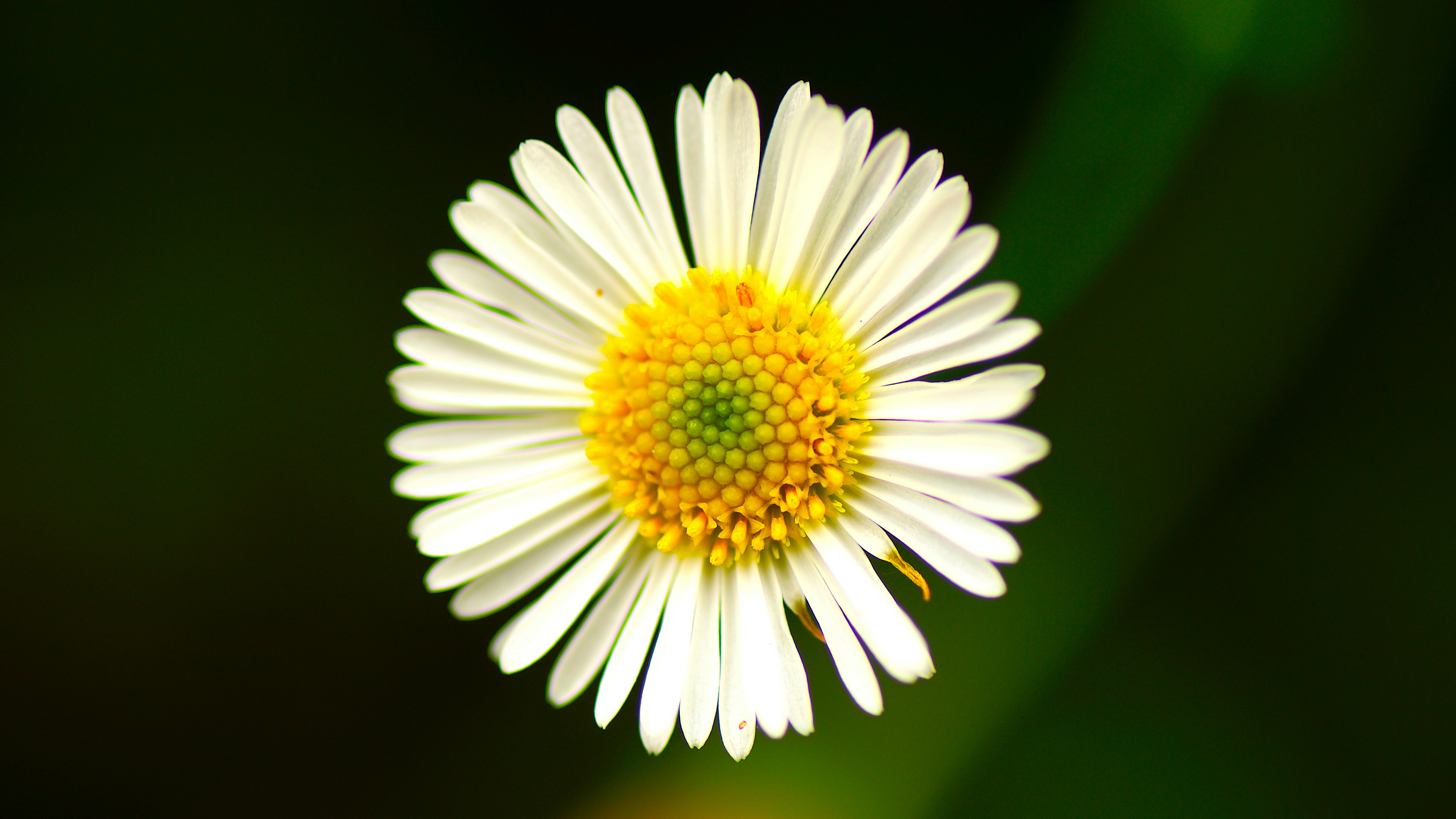 Bright white petals surround a yellow-green center, filling the frame with the flower isolated against a blurred dark-green background. This is a close-up botanical shot.